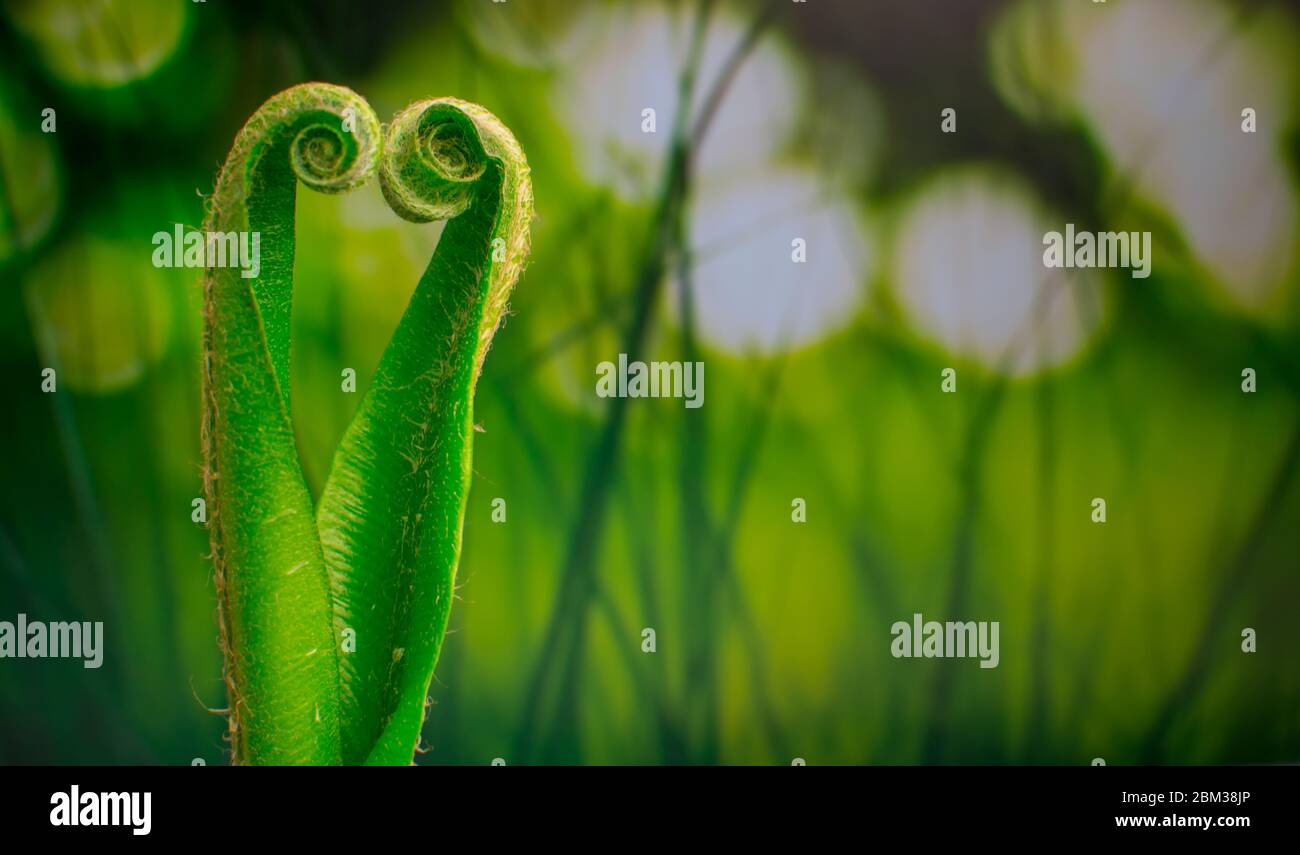 beautiful spring fern leaves background Stock Photo - Alamy