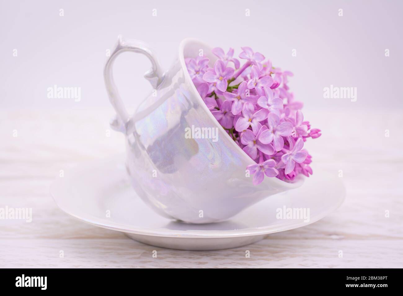 Beautiful blooming branches cup hi-res stock photography and images - Alamy