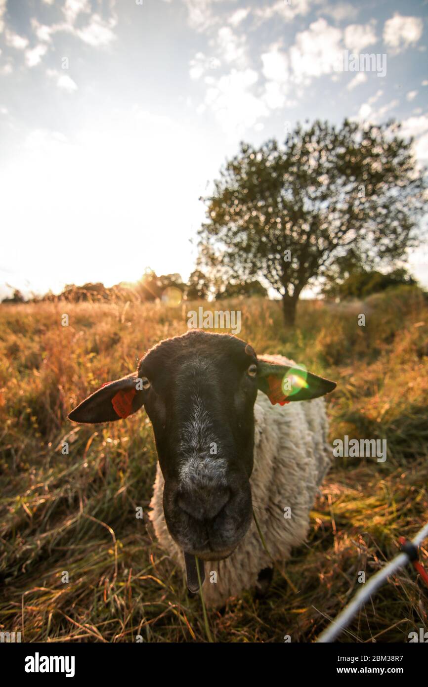 Close up head merino sheep hi-res stock photography and images - Alamy