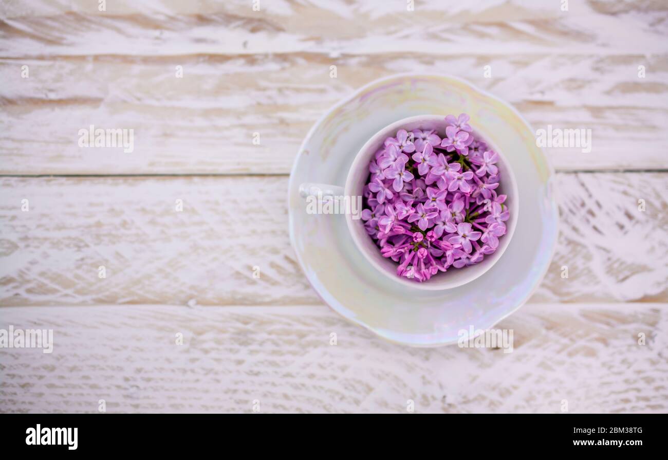 beautiful spring lilac flowers in cup Stock Photo - Alamy