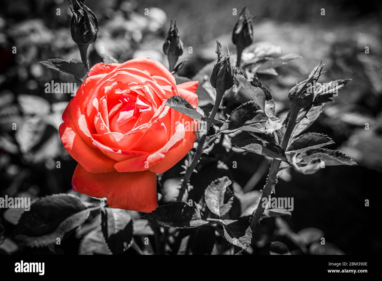 Black And White Photography With Red Rose