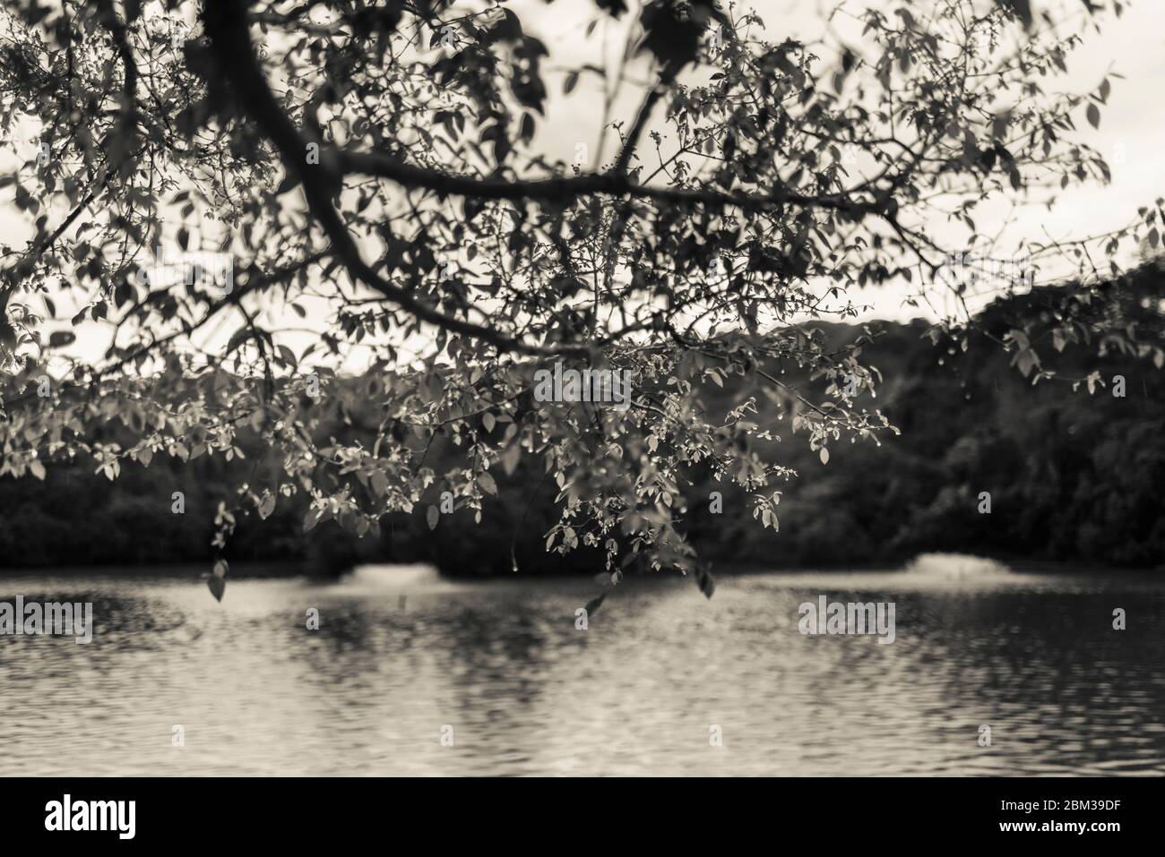 Tropical rainy climate hi-res stock photography and images - Alamy