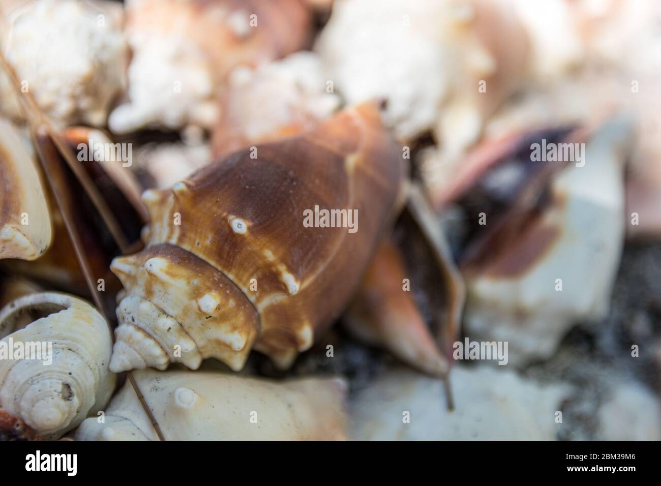 Orange and white sea shell Stock Photo - Alamy