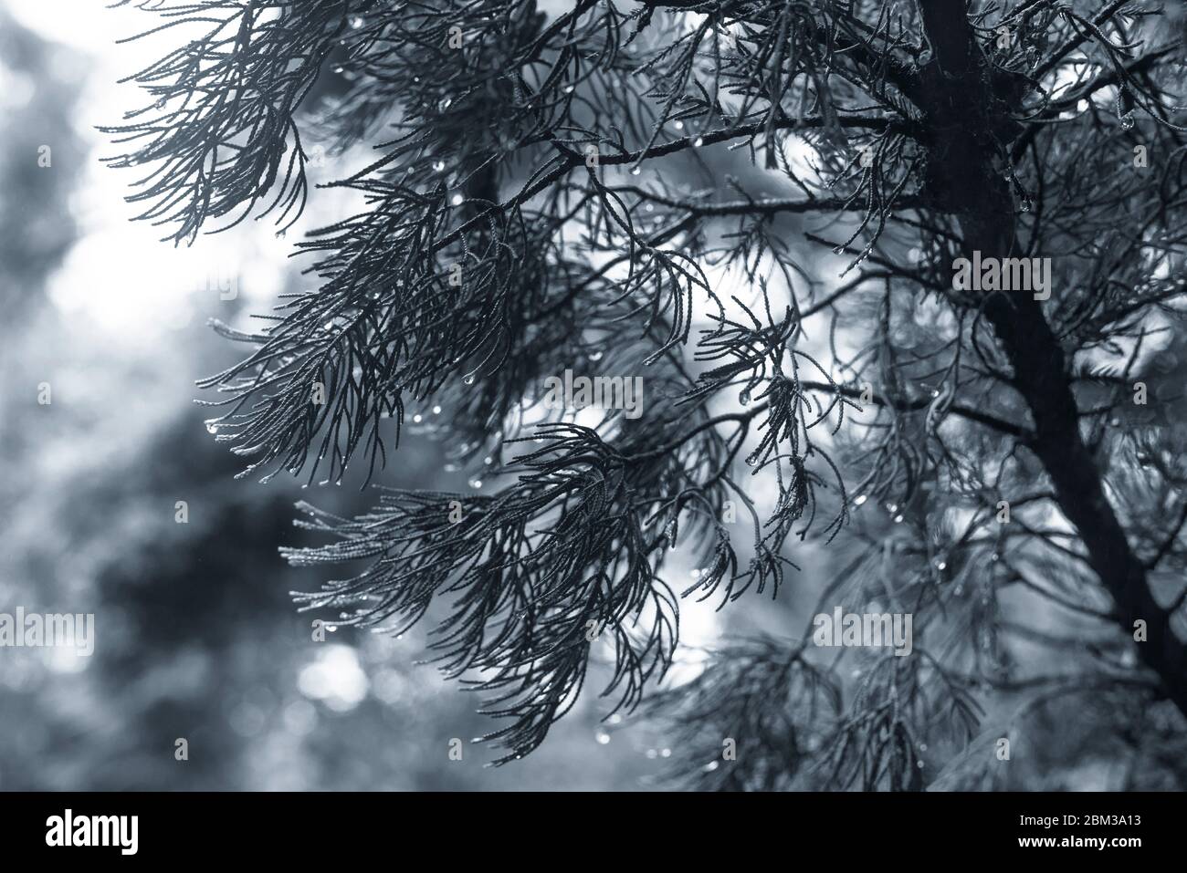 Tree on rainy day seen hi-res stock photography and images - Alamy