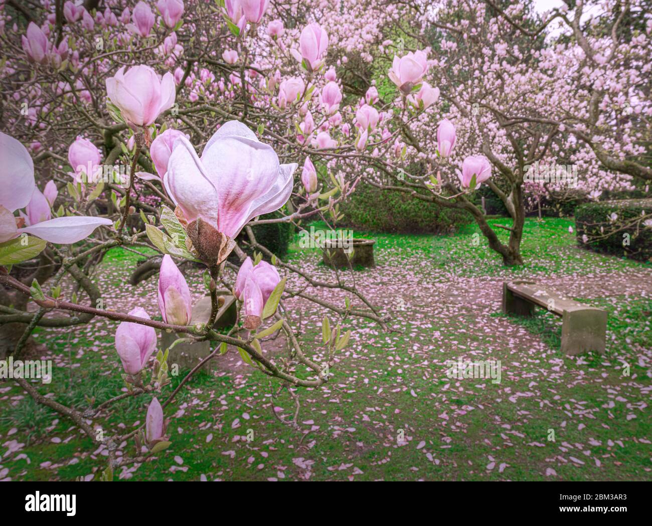 Pink magnolia blossom trees is in part zone, Denmark Stock Photo - Alamy