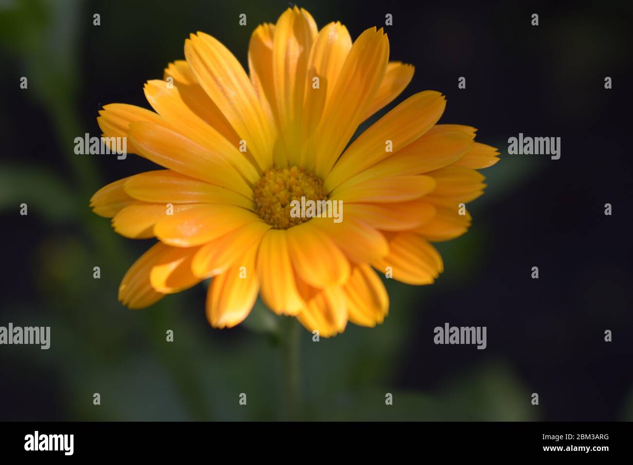 Orange calendula flowers. Blooming marigold flowers. Fresh organic ...