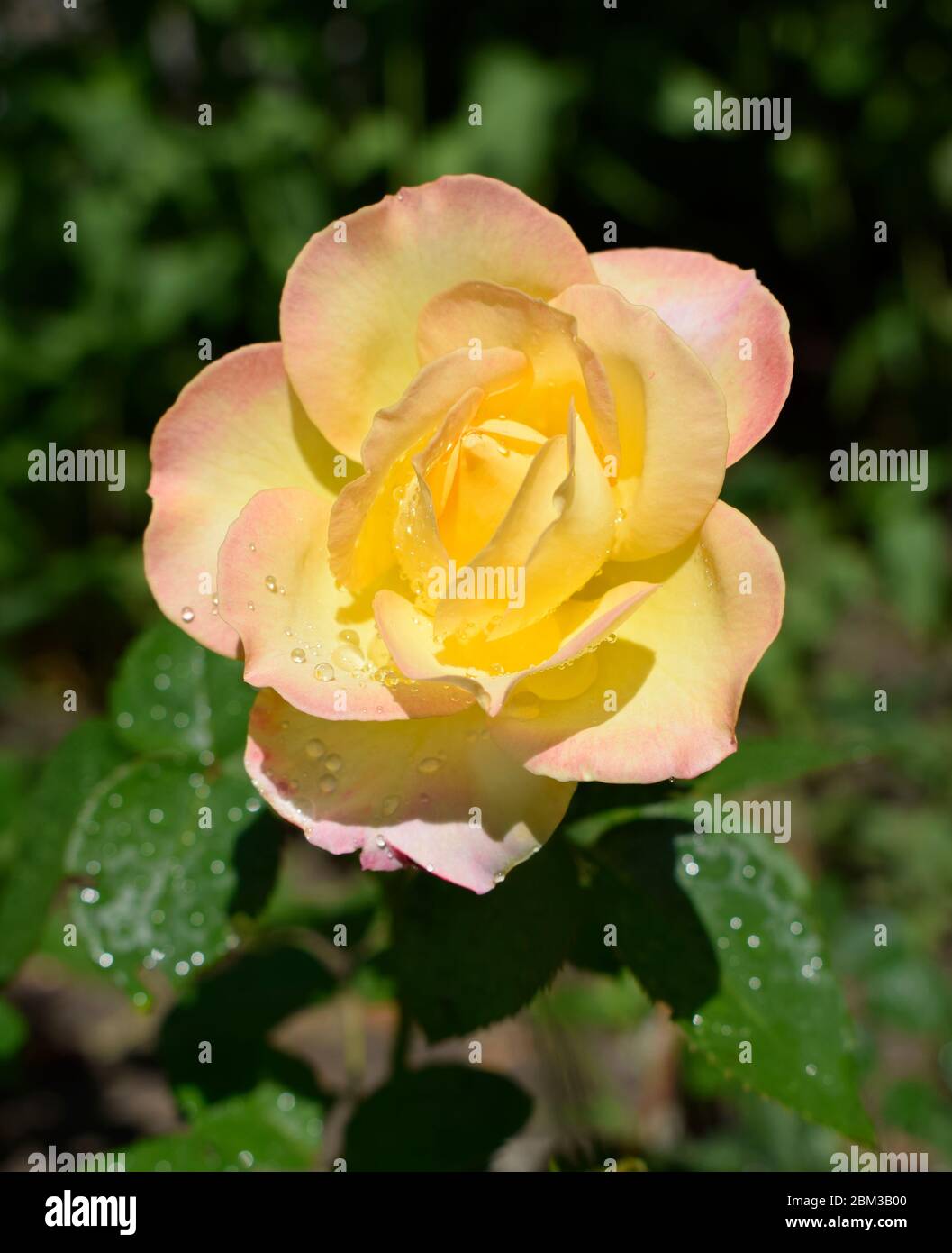 A Plant with colour changing roses. Multicolour roses with amazing ...