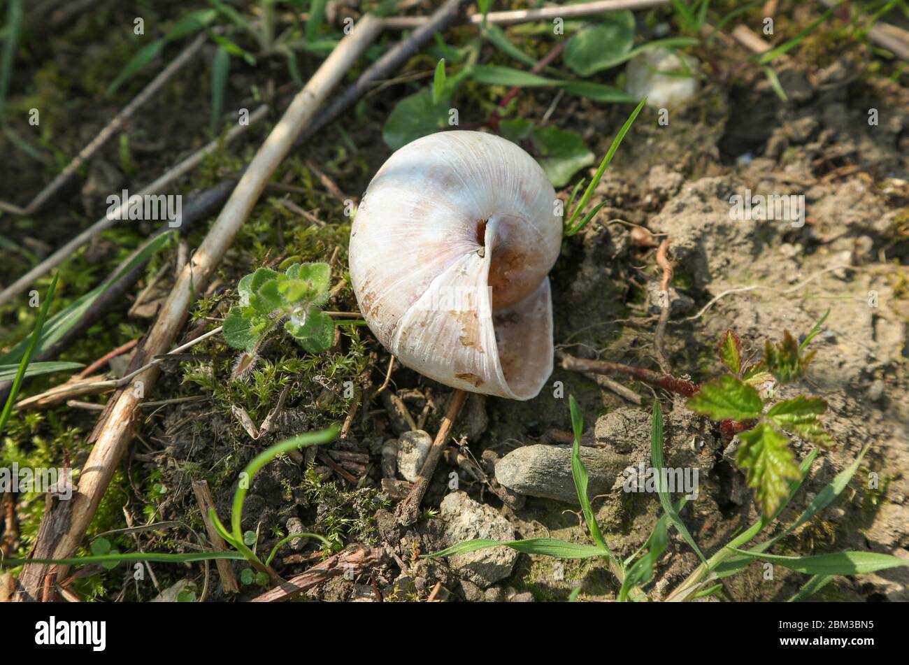 Abandoned snail shell hi-res stock photography and images - Alamy