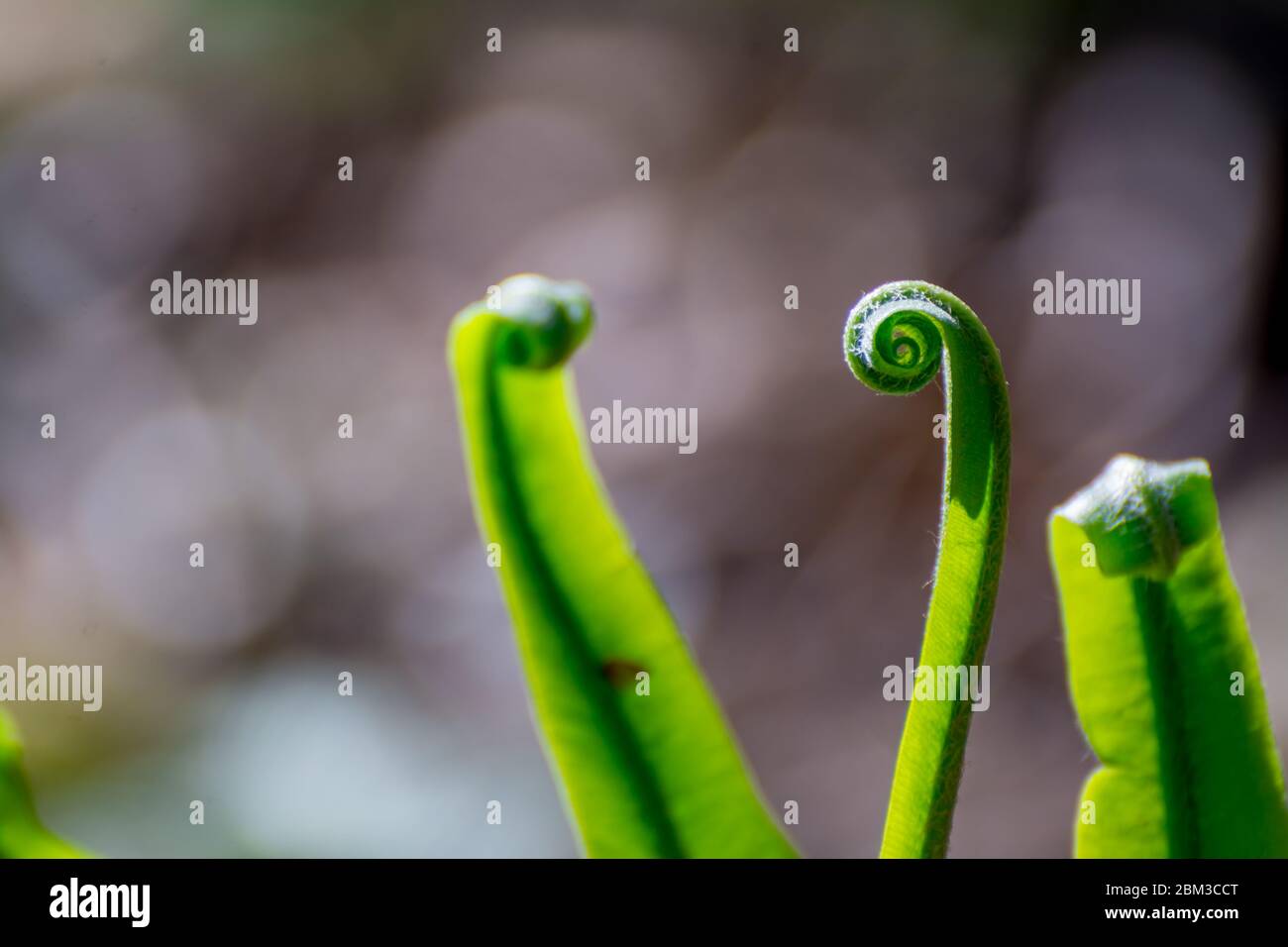beautiful spring background with new leaves and flowers Stock Photo - Alamy