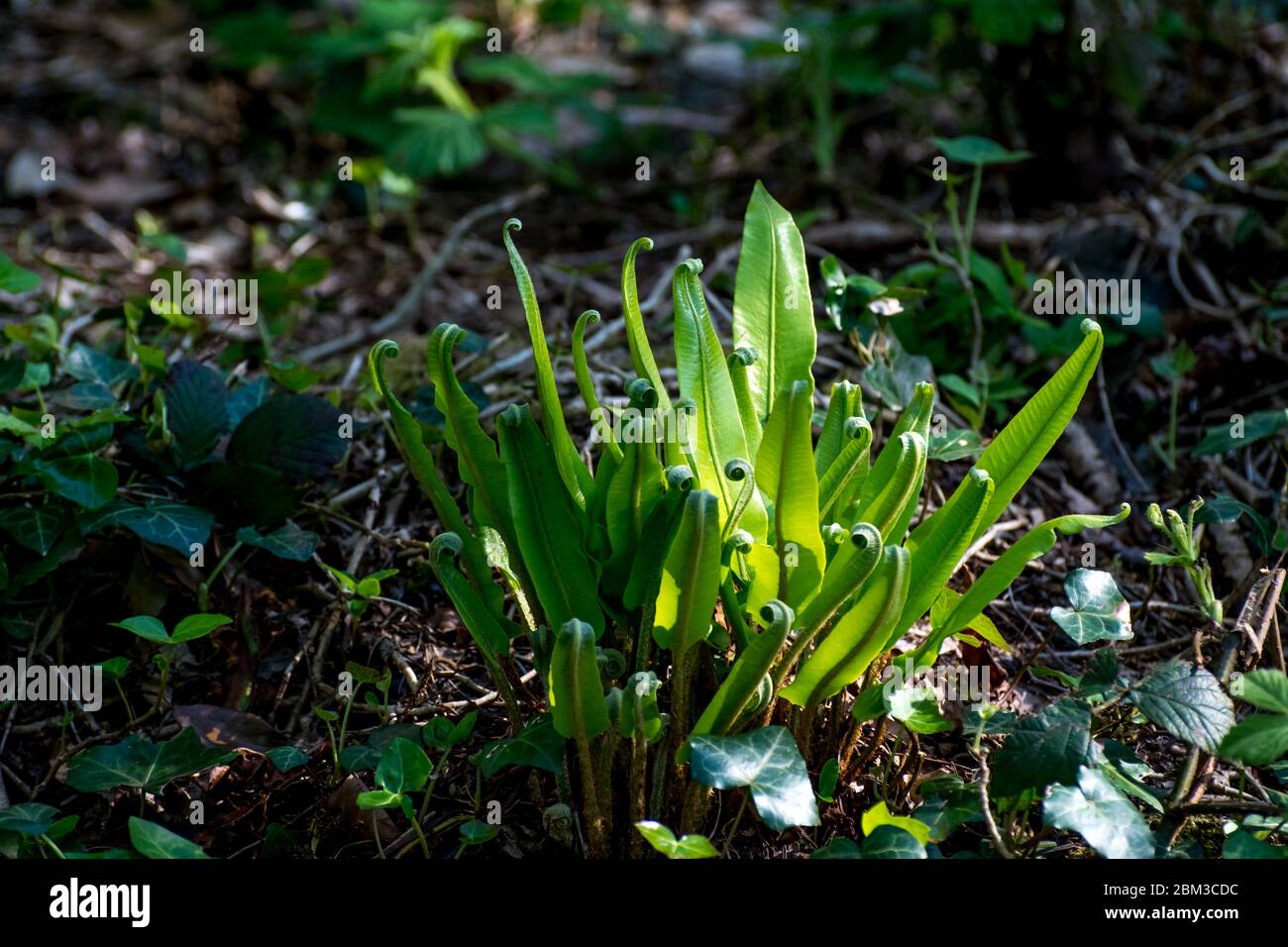 beautiful spring background with new leaves and flowers Stock Photo - Alamy