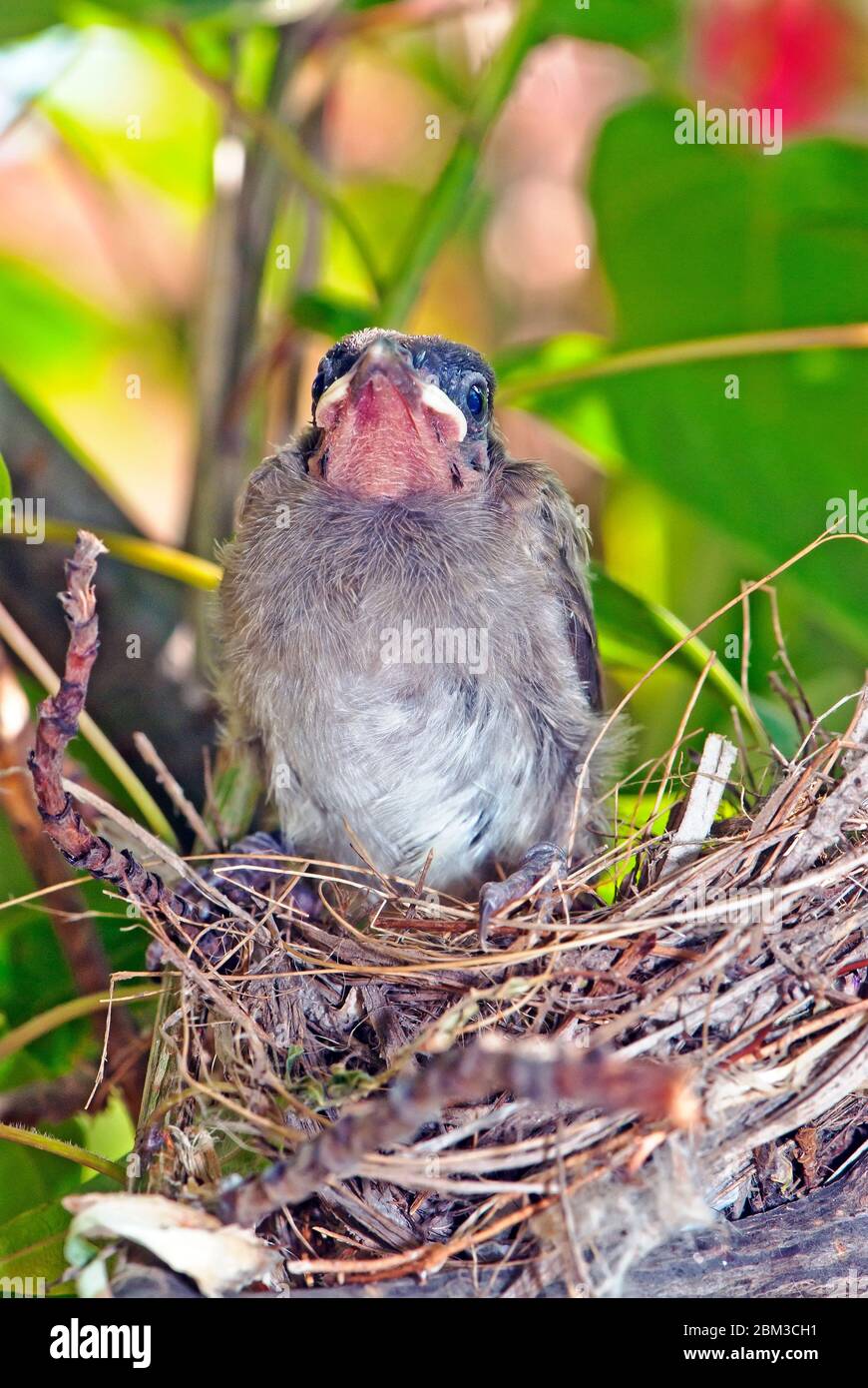 Hungry chicks hi-res stock photography and images - Alamy