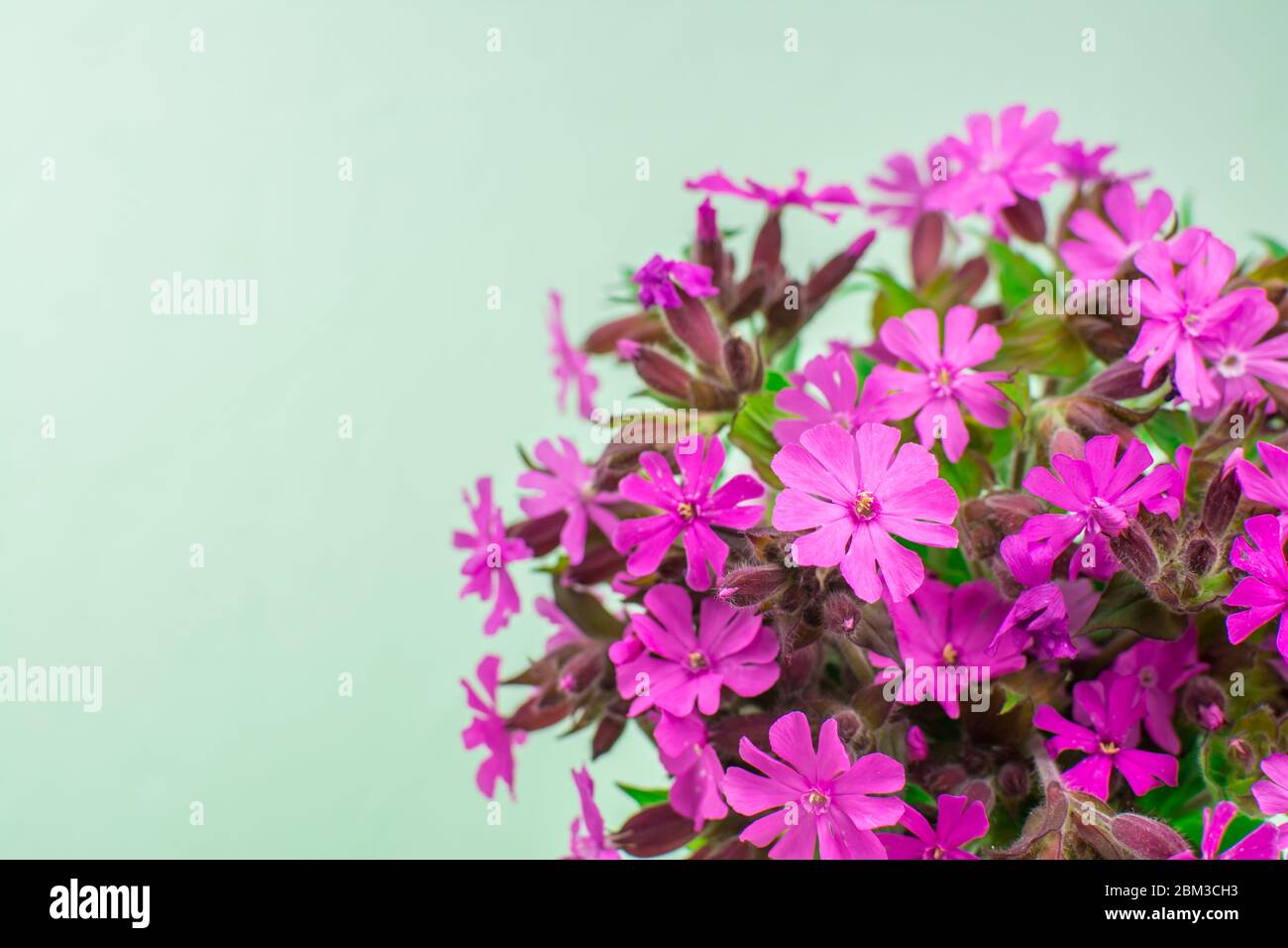 beautiful spring background with new leaves and flowers Stock Photo - Alamy