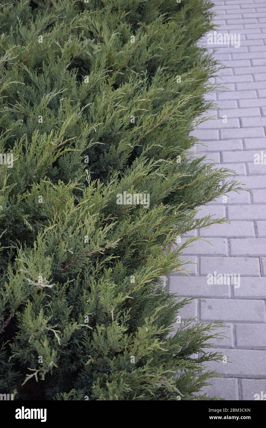 Concrete curb with juniper evergreen ground cover. Garden with path way ...