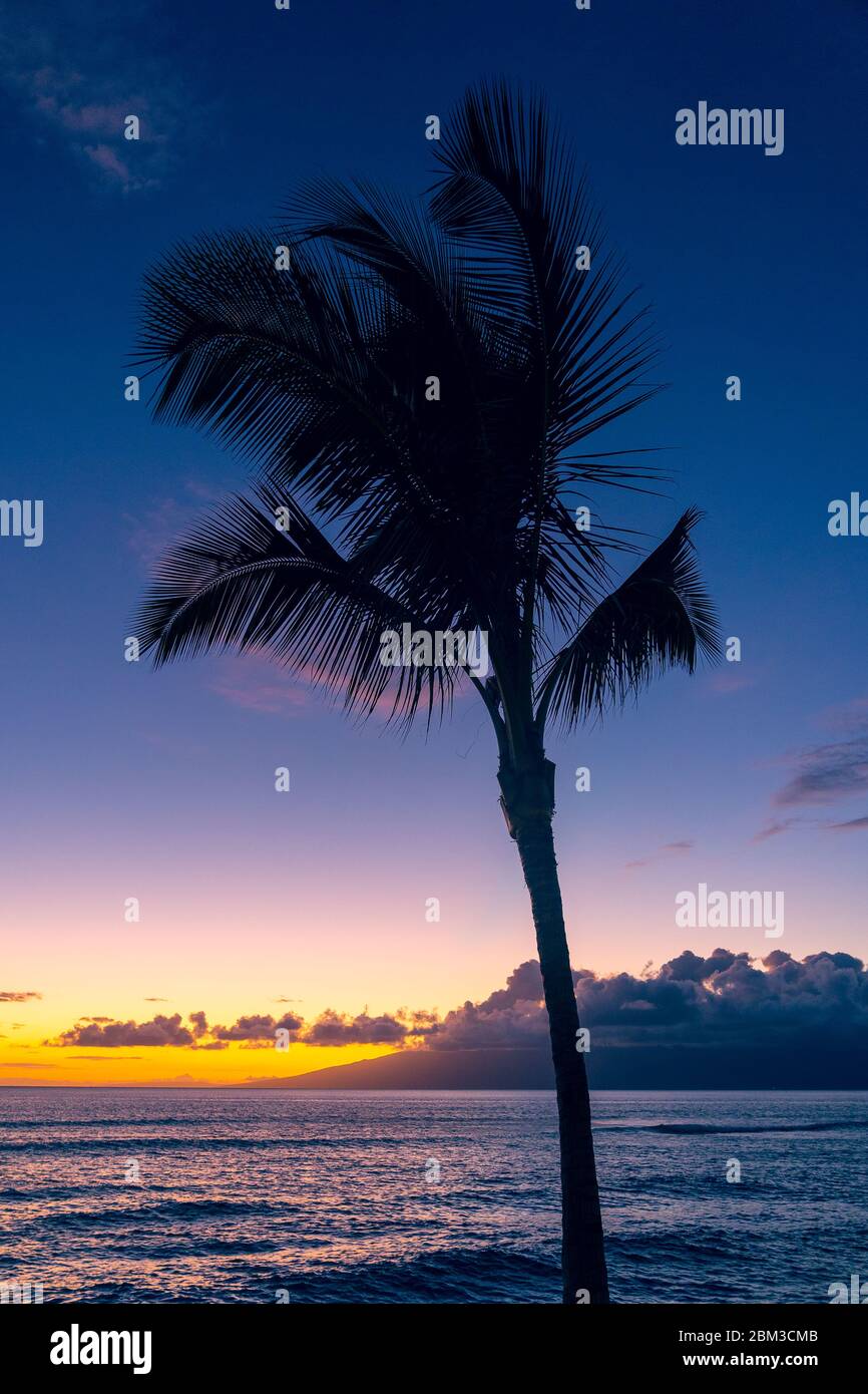 Tropical palm tree waving in wind Stock Photo - Alamy