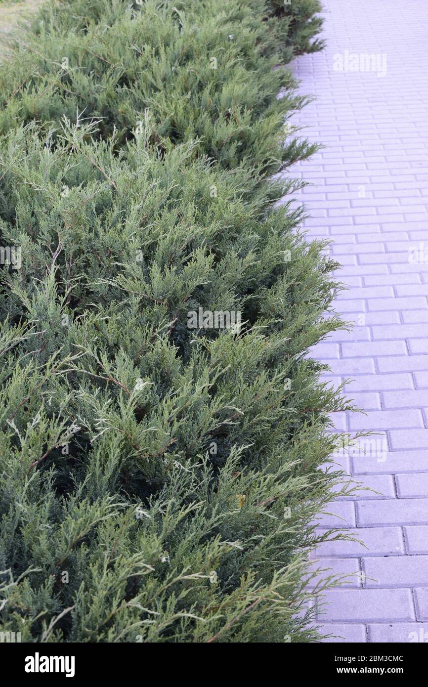 Concrete curb with juniper evergreen ground cover. Garden with path way ...
