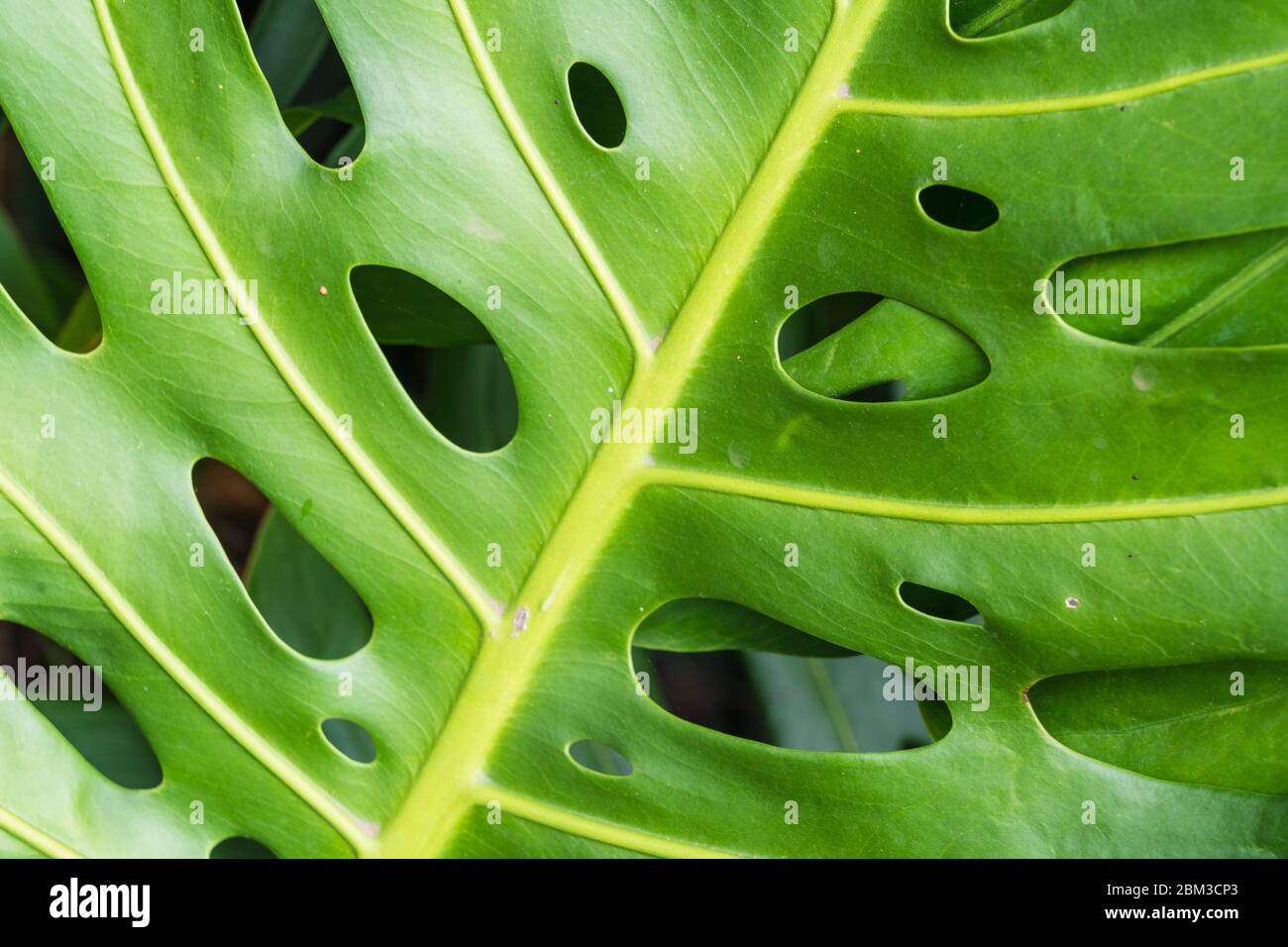 Jungle rainforest chlorophyll photosynthesis hi-res stock photography ...