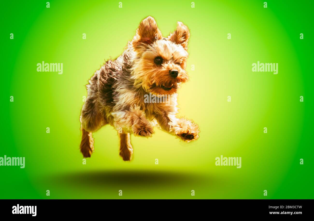 Happy and a little crazy yorkshire dog jumping and running on green ...