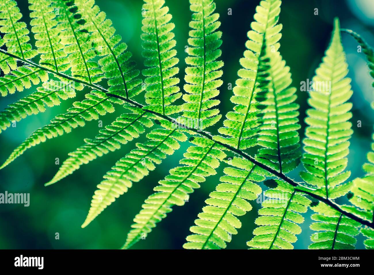 beautiful spring background with new leaves and flowers Stock Photo - Alamy