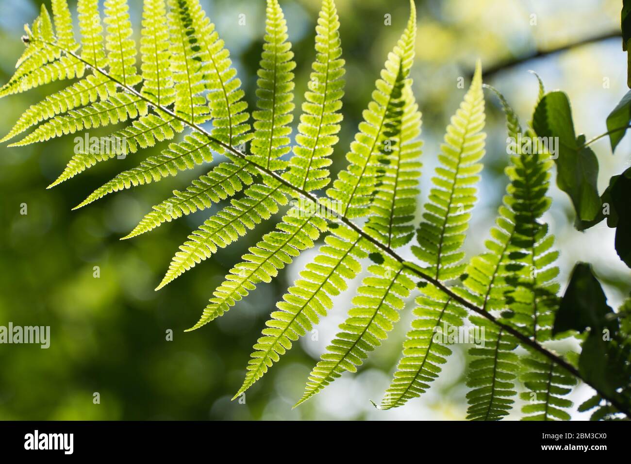 beautiful spring background with new leaves and flowers Stock Photo - Alamy