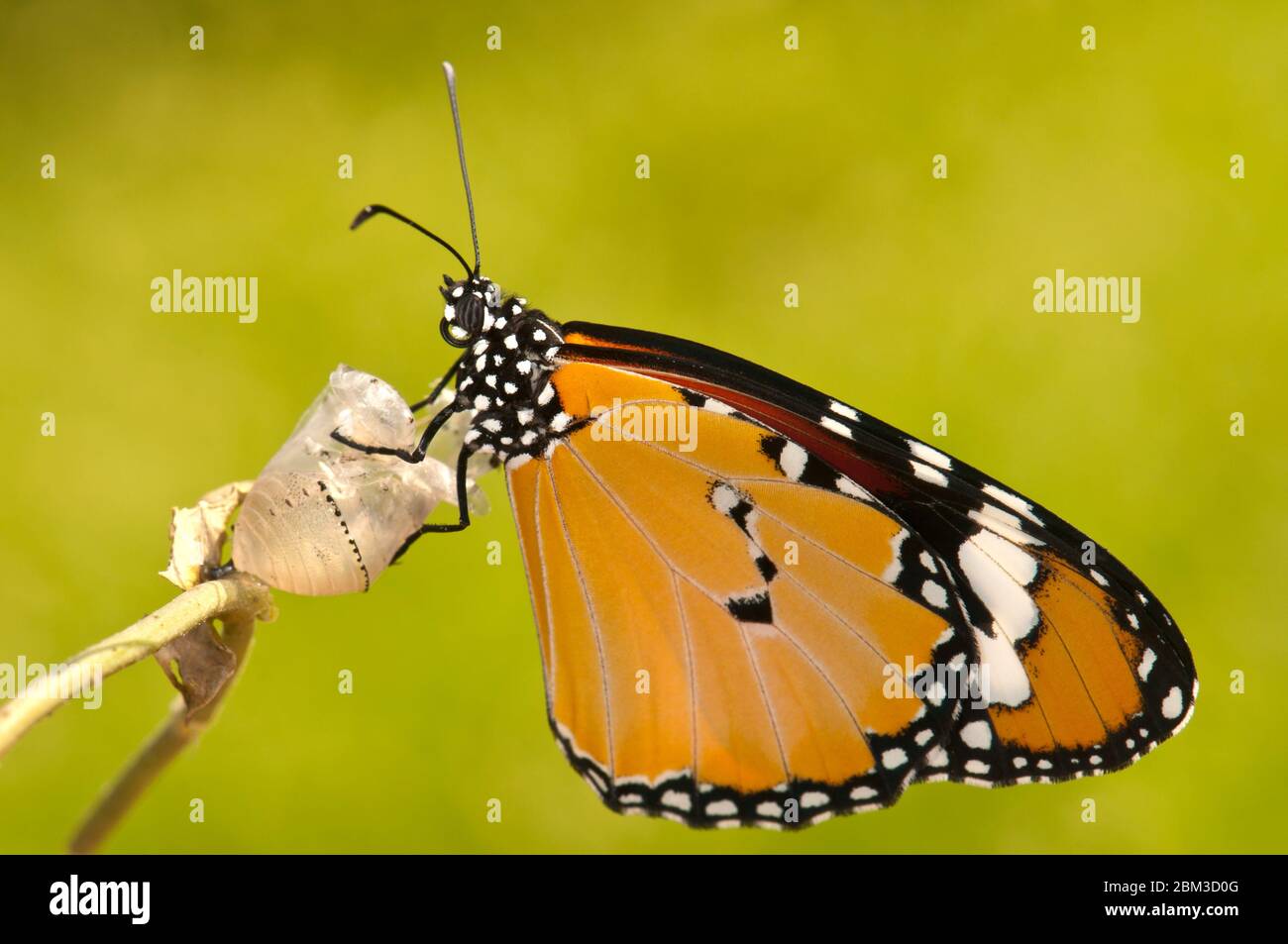 Plain tiger butterfly, Danaus chrysippus, after emerging from pupa ...