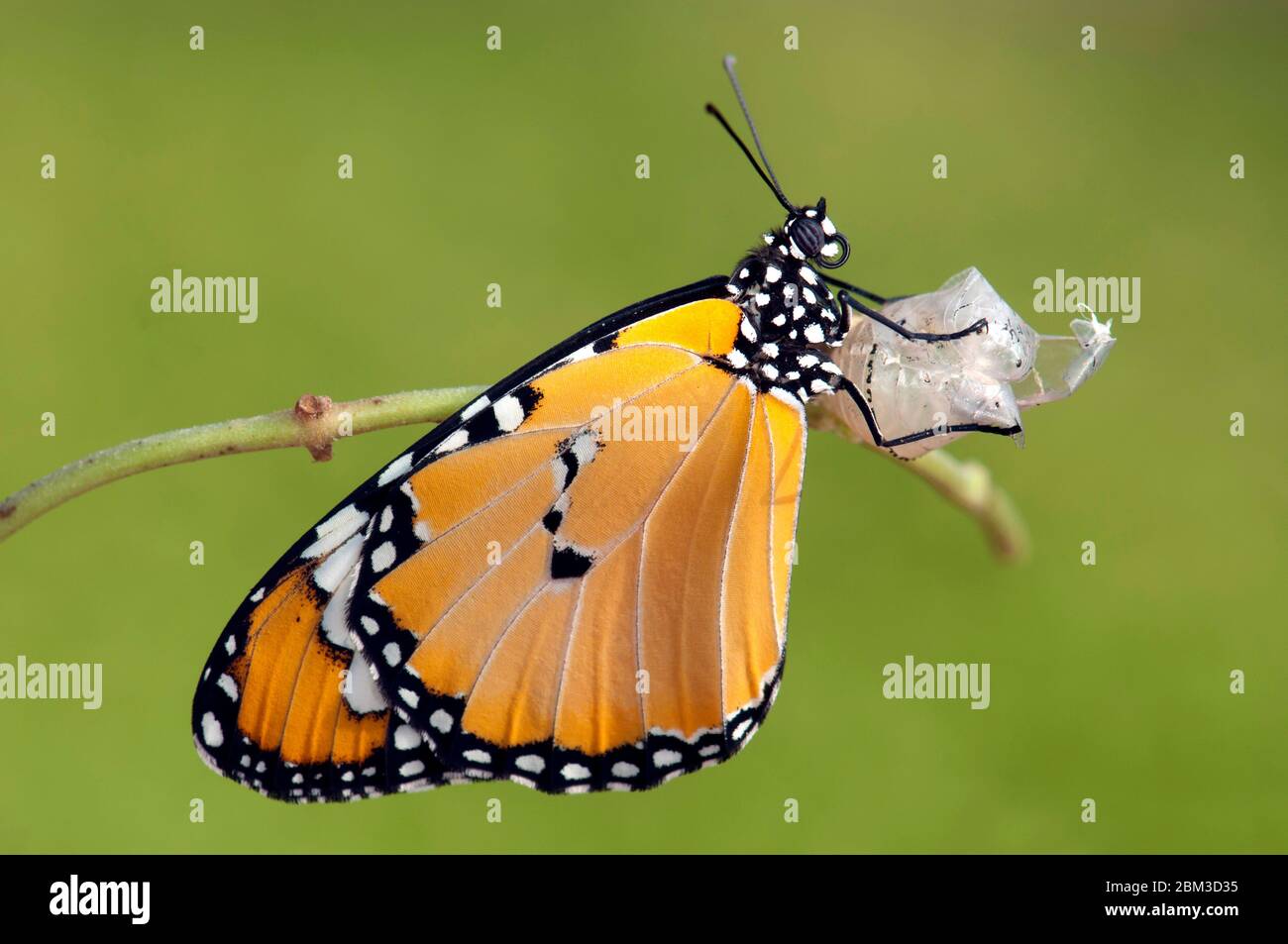 Plain tiger butterfly, Danaus chrysippus, after emerging from pupa ...