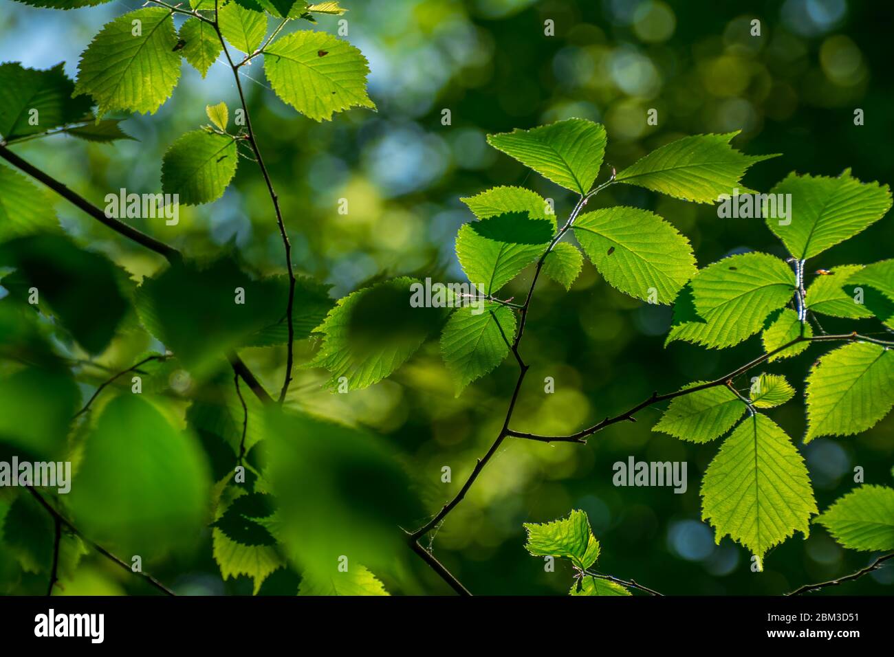 beautiful spring background with new leaves and flowers Stock Photo - Alamy