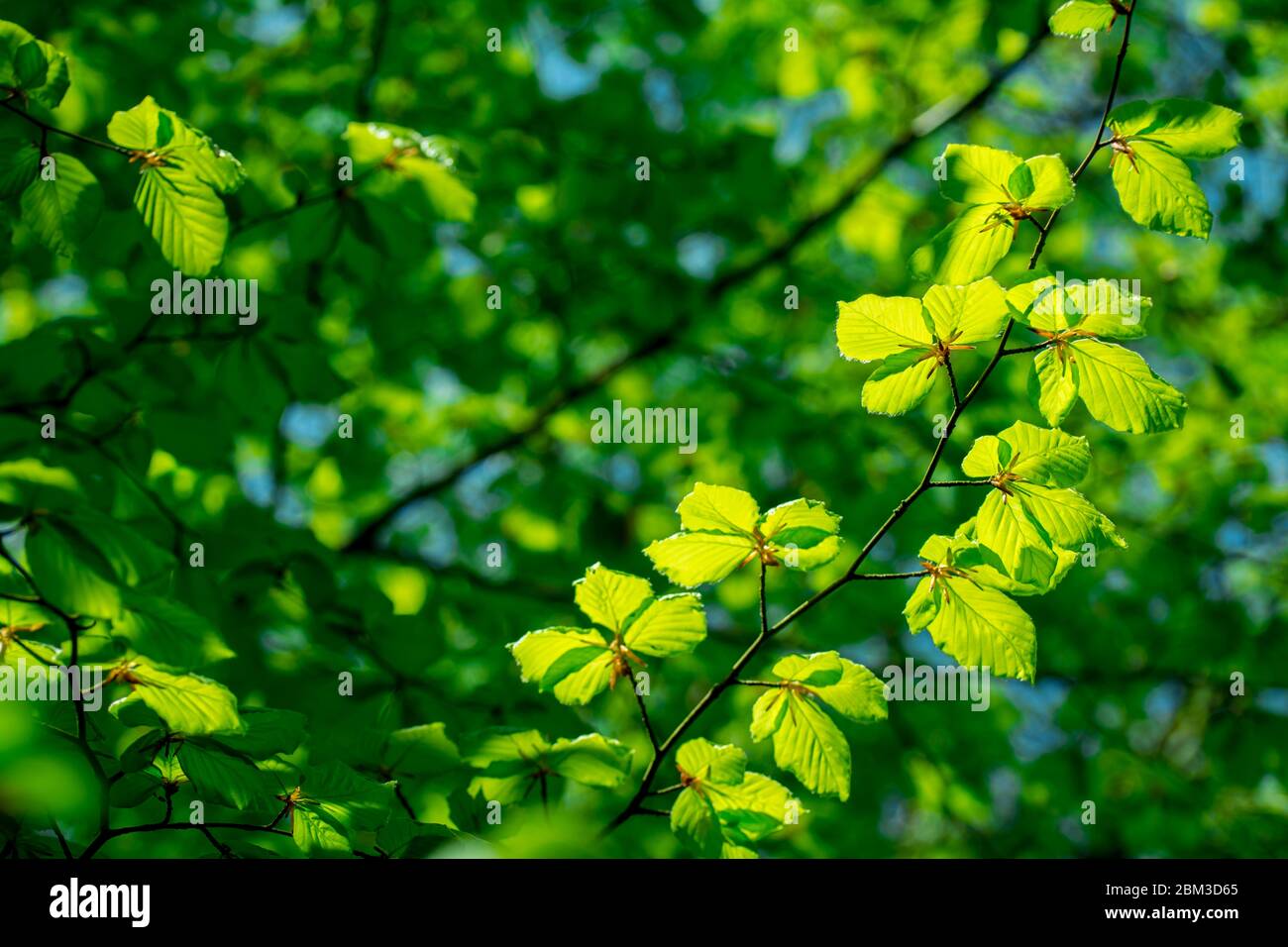 beautiful spring background with new leaves and flowers Stock Photo - Alamy