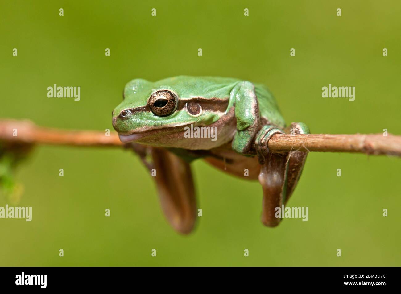 Green tree frog on branch Stock Photo - Alamy