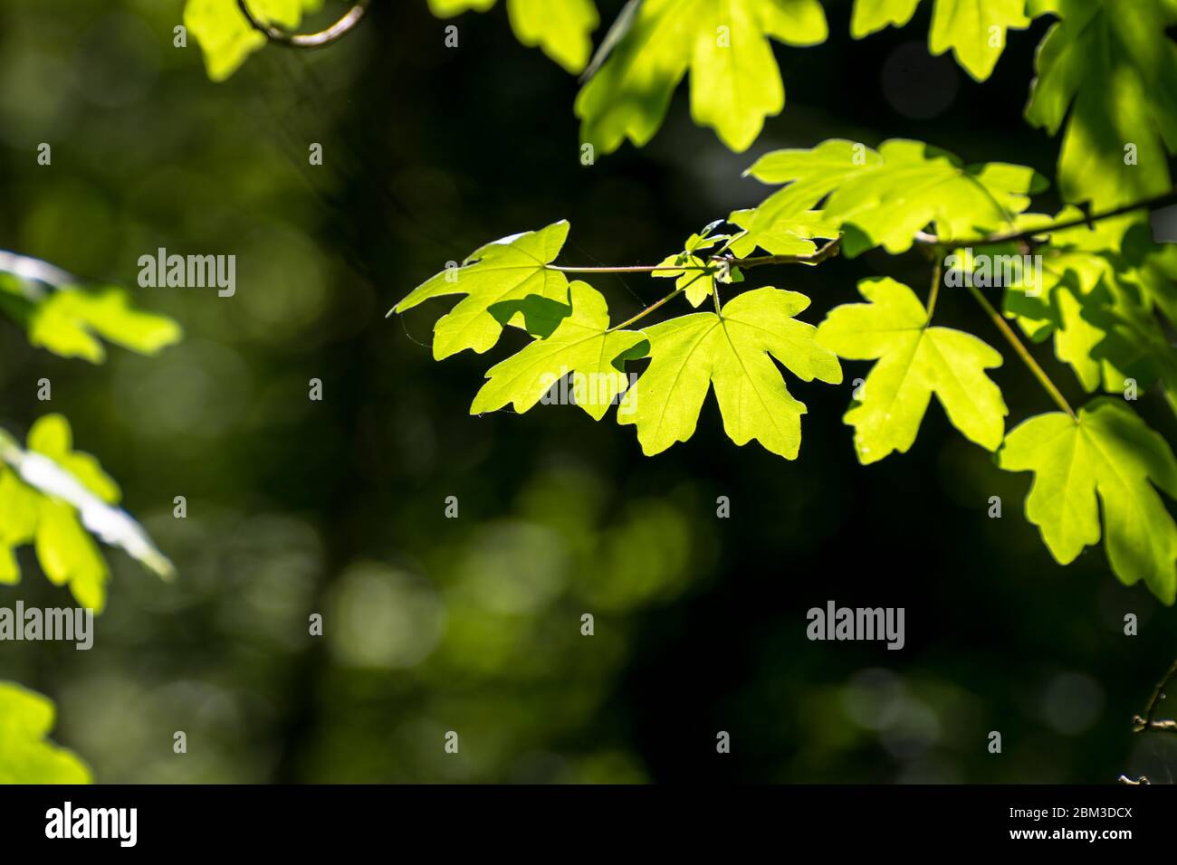 beautiful spring background with new leaves and flowers Stock Photo - Alamy
