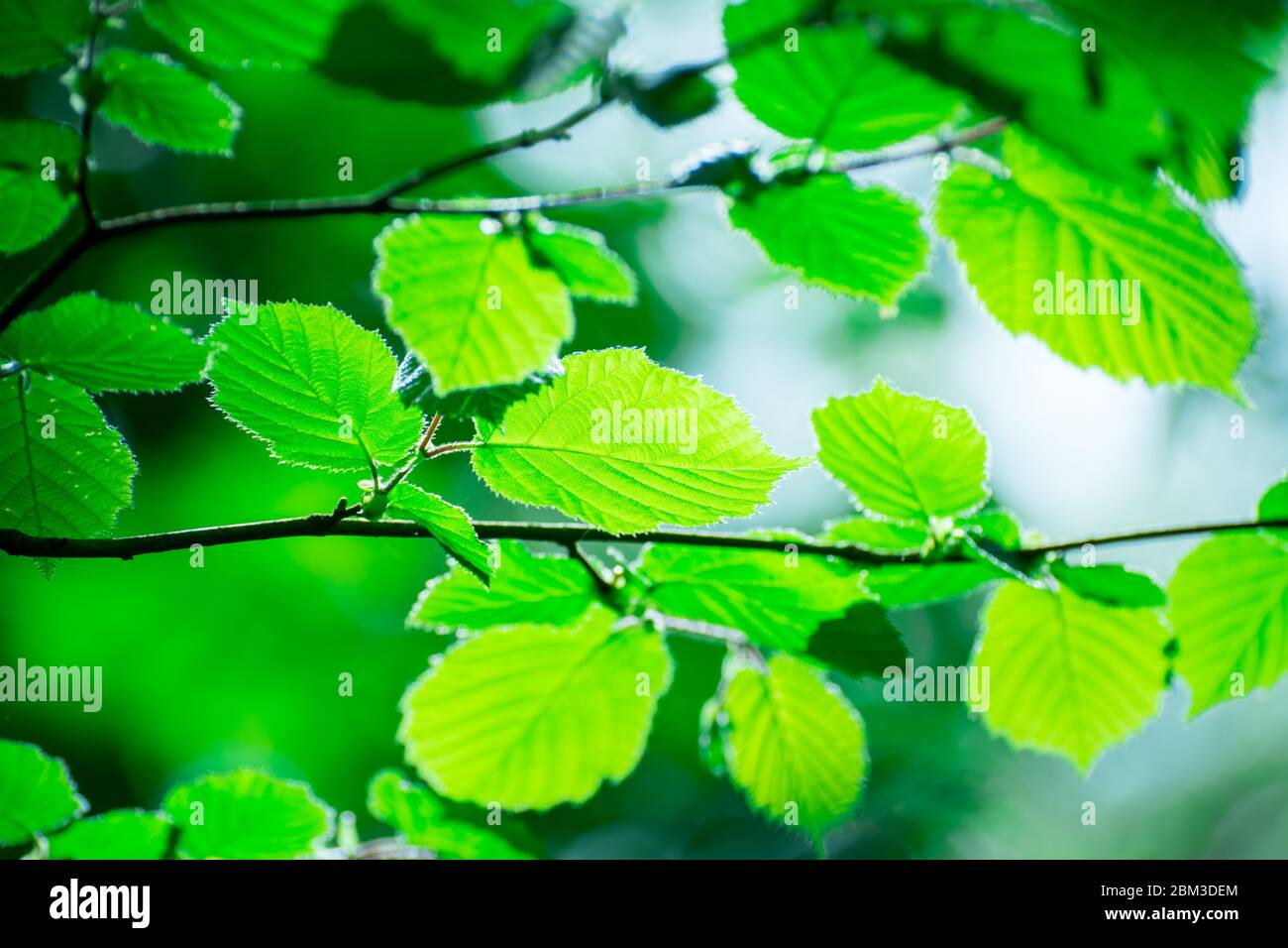 beautiful spring background with new leaves and flowers Stock Photo - Alamy
