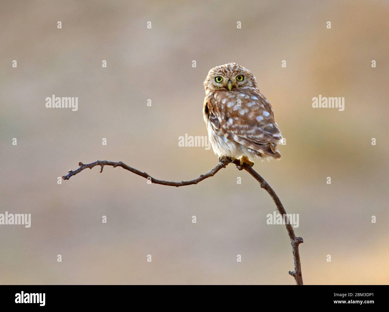 Owl looking back hi-res stock photography and images - Alamy