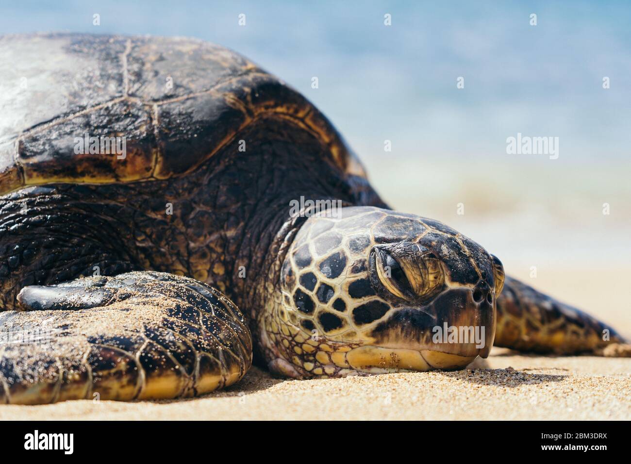 Sea turtle mouth open hi-res stock photography and images - Alamy