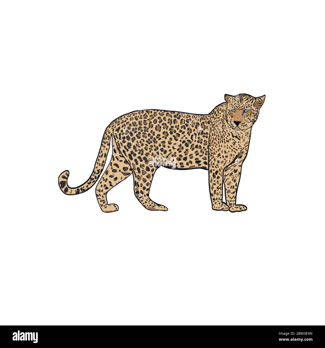 Hand drawn isolated leopard animal vector illustration Stock Vector ...