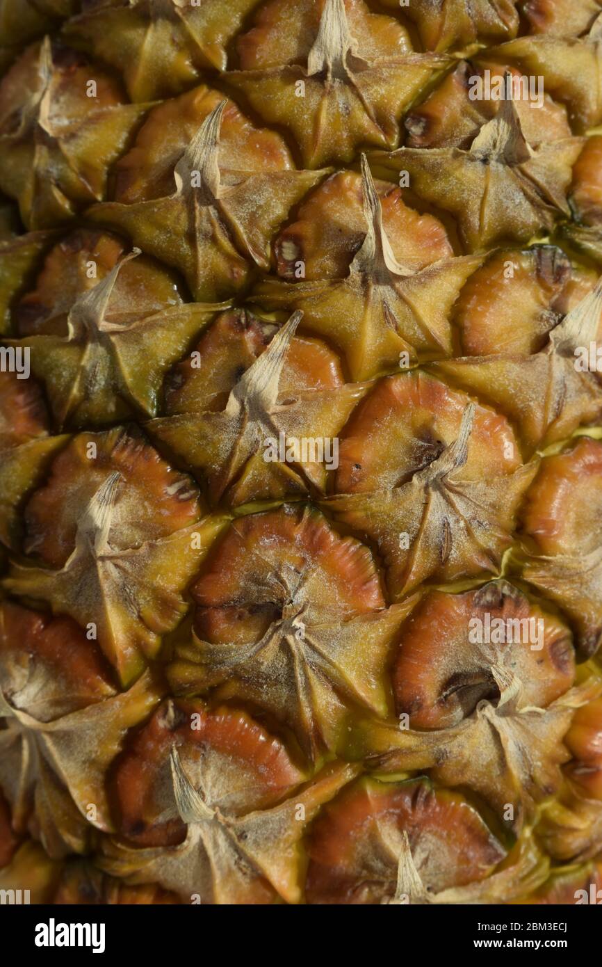 Pineapple fruit close-up. ?ineapple skin texture. rind. ?olor of ...