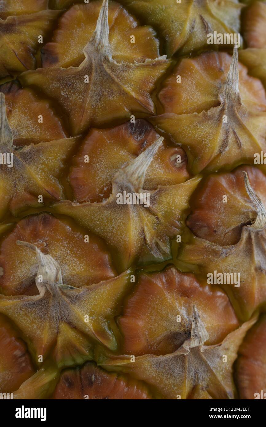Pineapple fruit close-up. ?ineapple skin texture. rind. ?olor of ...