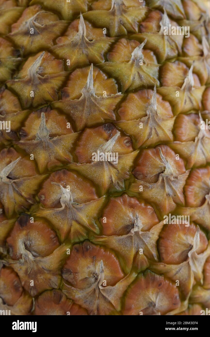 Pineapple fruit close-up. ?ineapple skin texture. rind. ?olor of ...