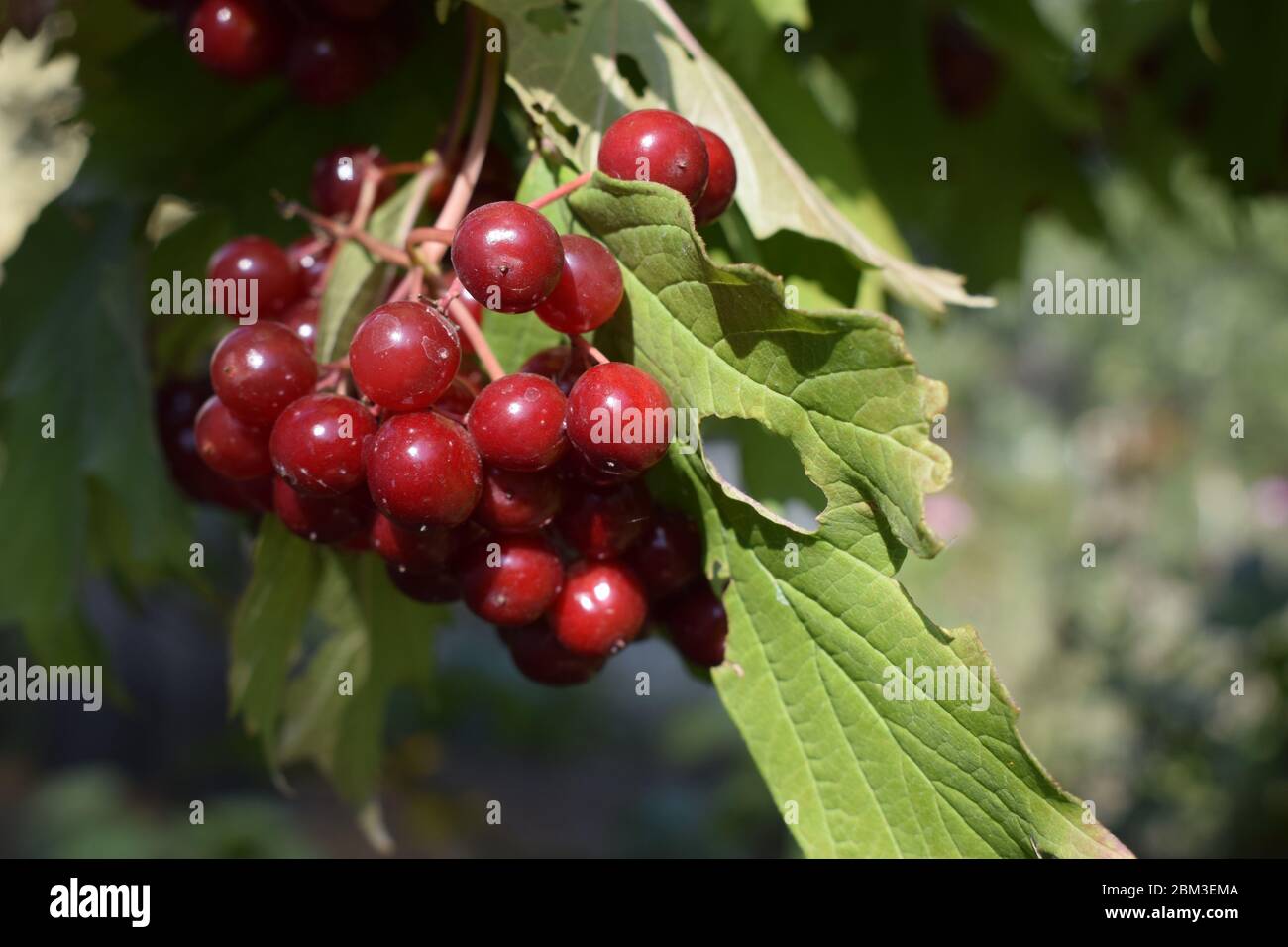 Red viburnum berries on branch in the garden. Viburnum (viburnum opulus ...