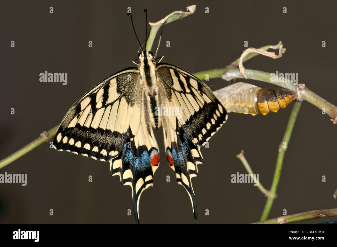 An Old World swallowtail butterfly is born Stock Photo - Alamy