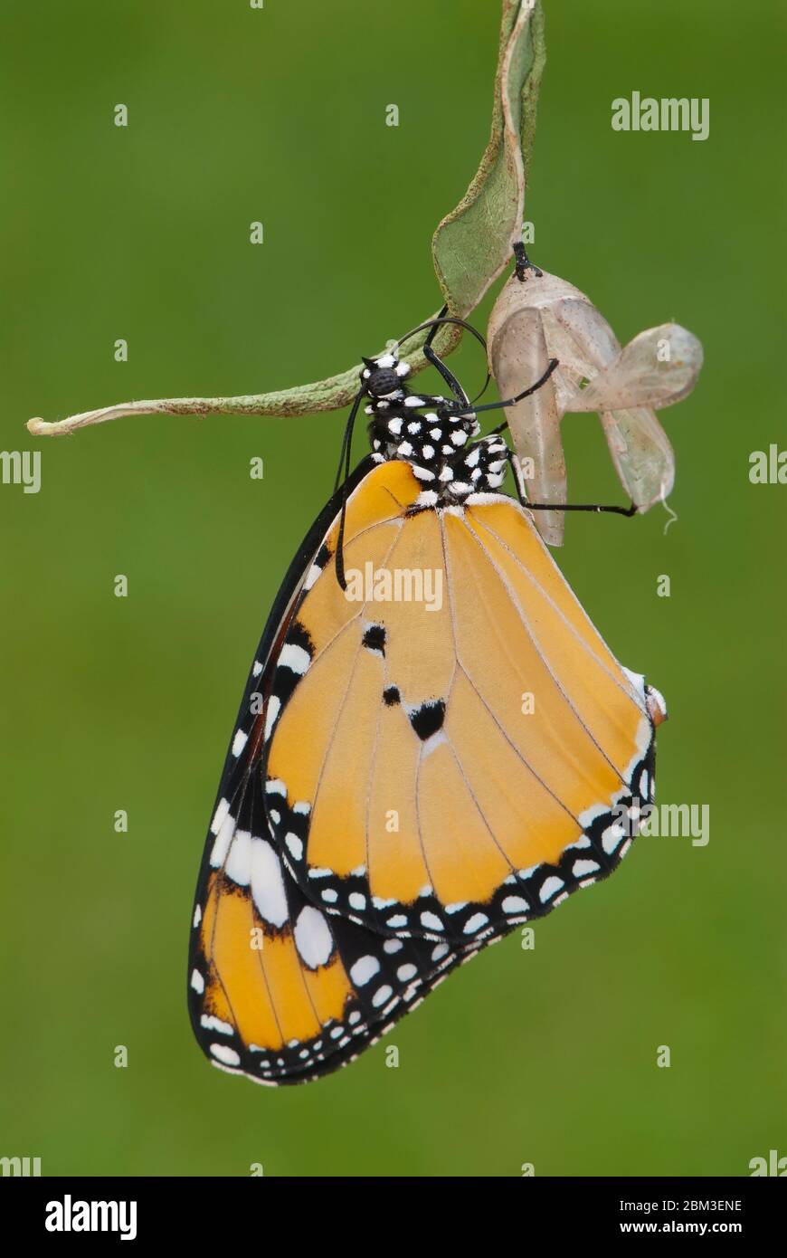 Butterfly Life Cycle High Resolution Stock Photography and Images - Alamy