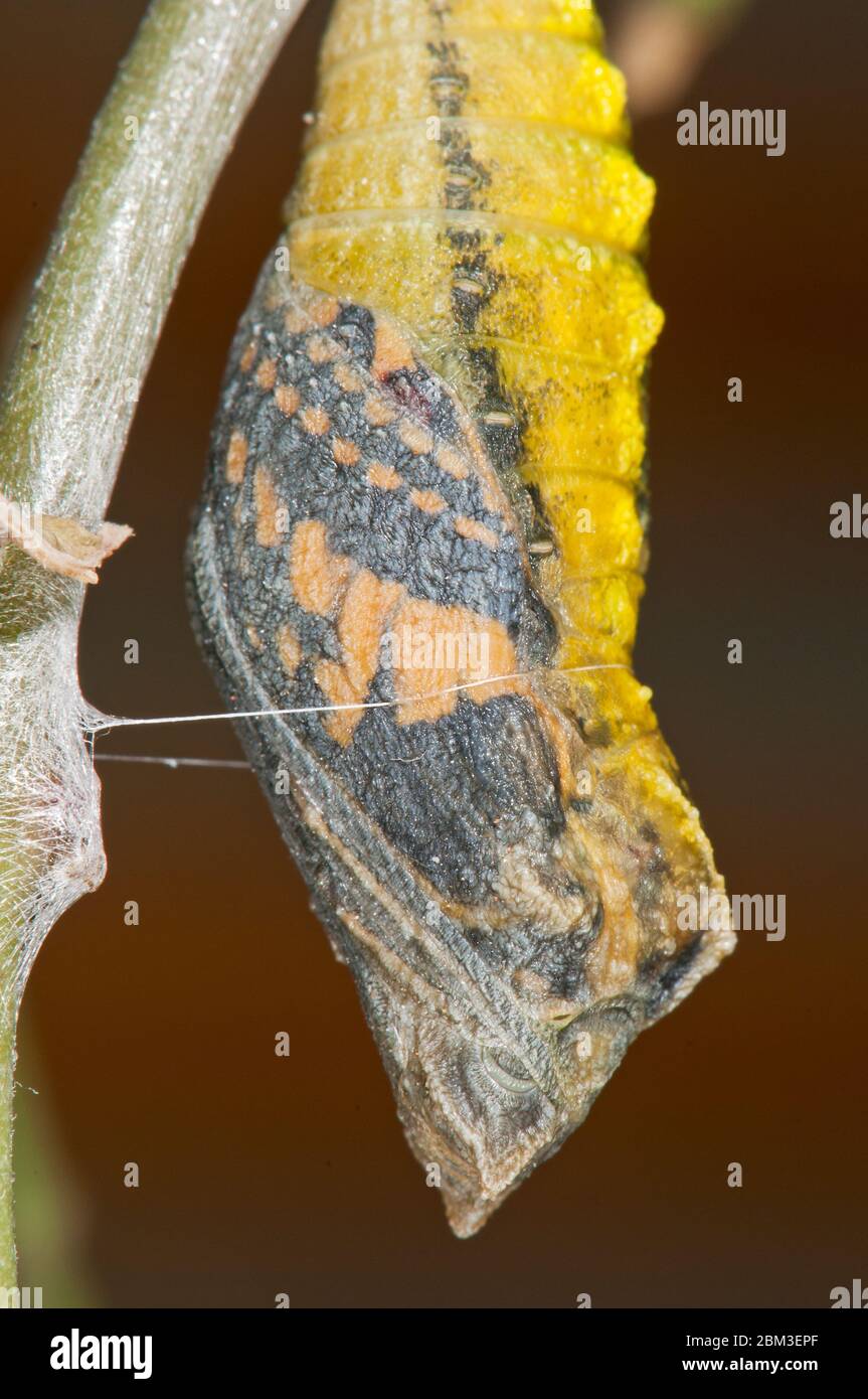 Pupa shell hi-res stock photography and images - Alamy