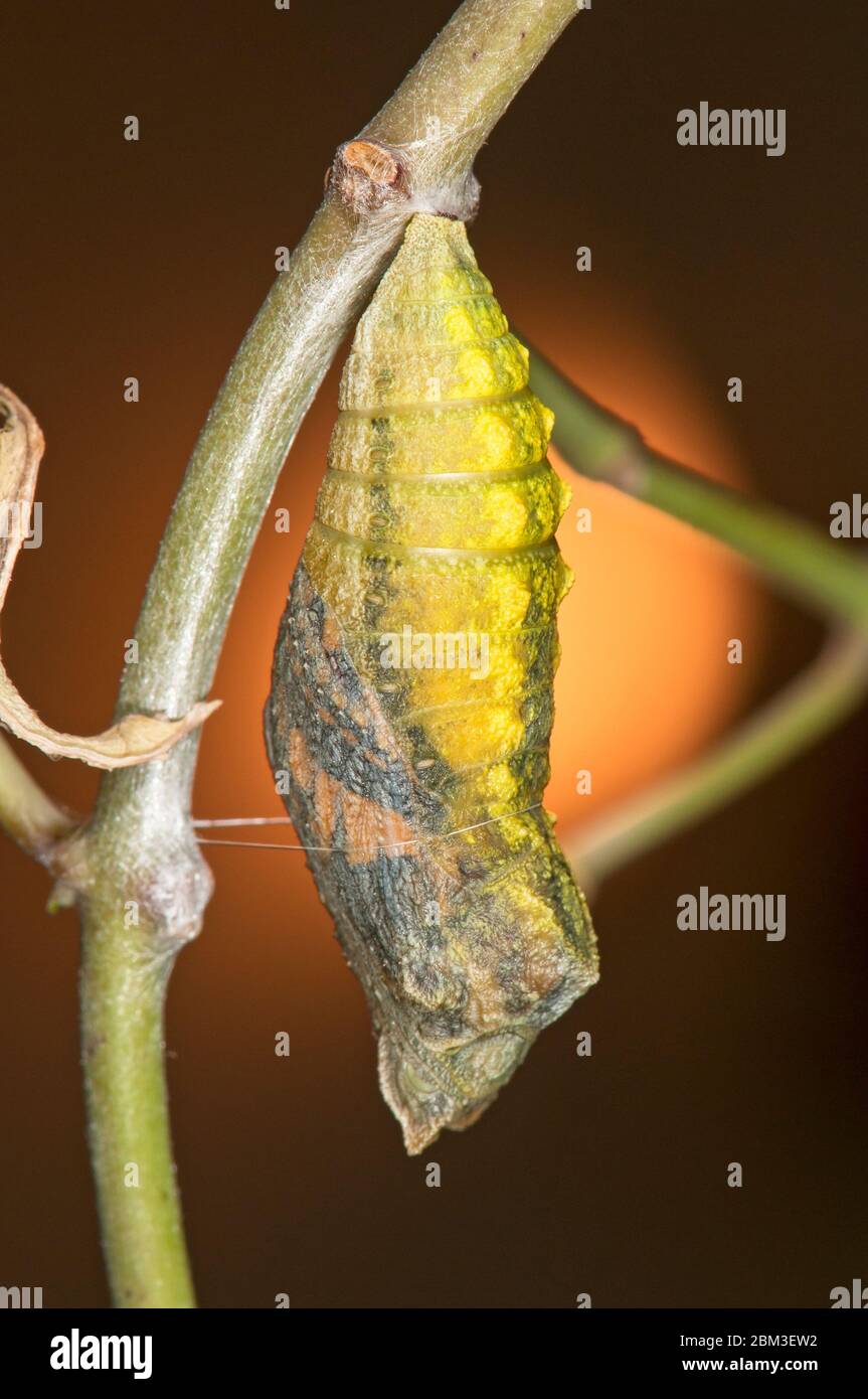 Pupa shell hi-res stock photography and images - Alamy
