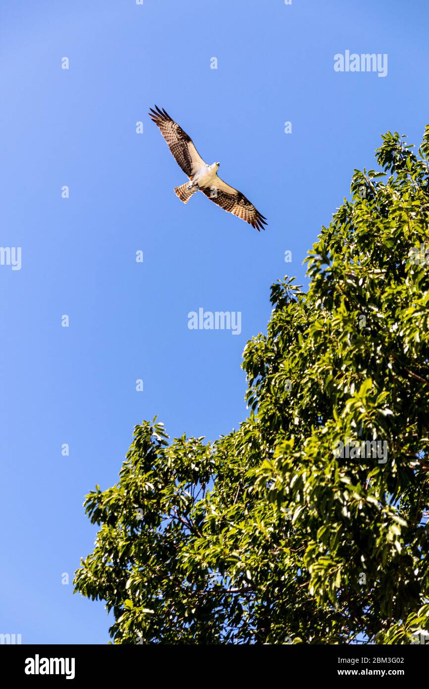 Flying hawk in the wild Stock Photo - Alamy