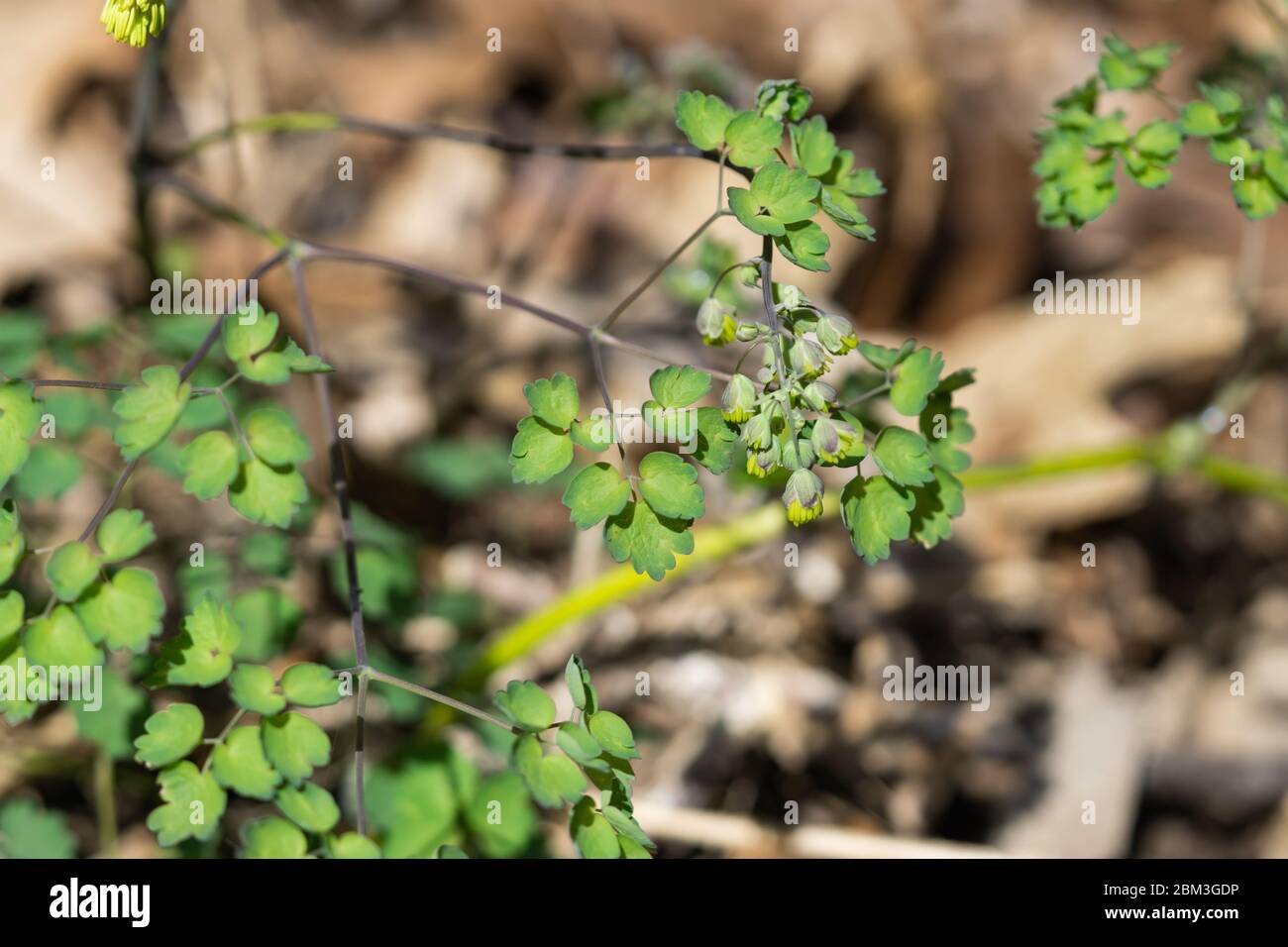 Bright meadow rue hi-res stock photography and images - Alamy