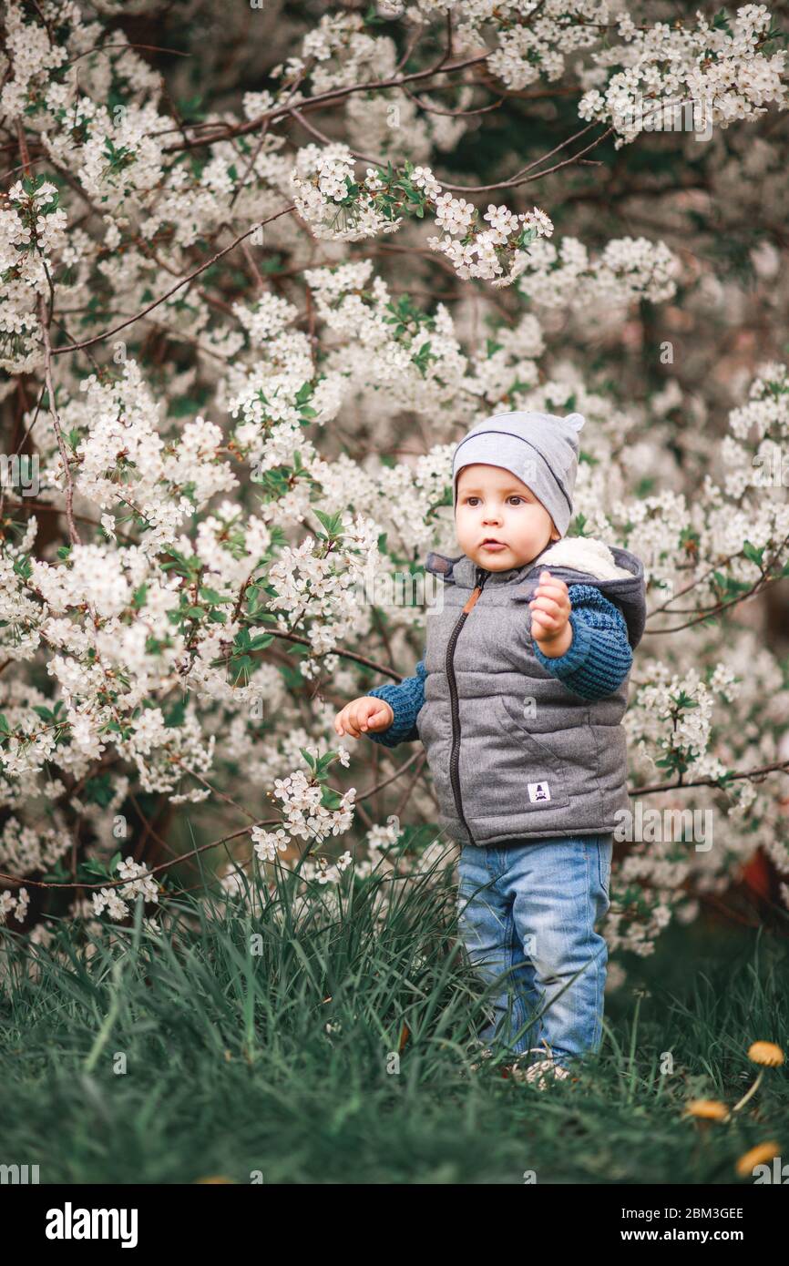 A boy walks in the garden with flowering trees. Spring breath Stock ...
