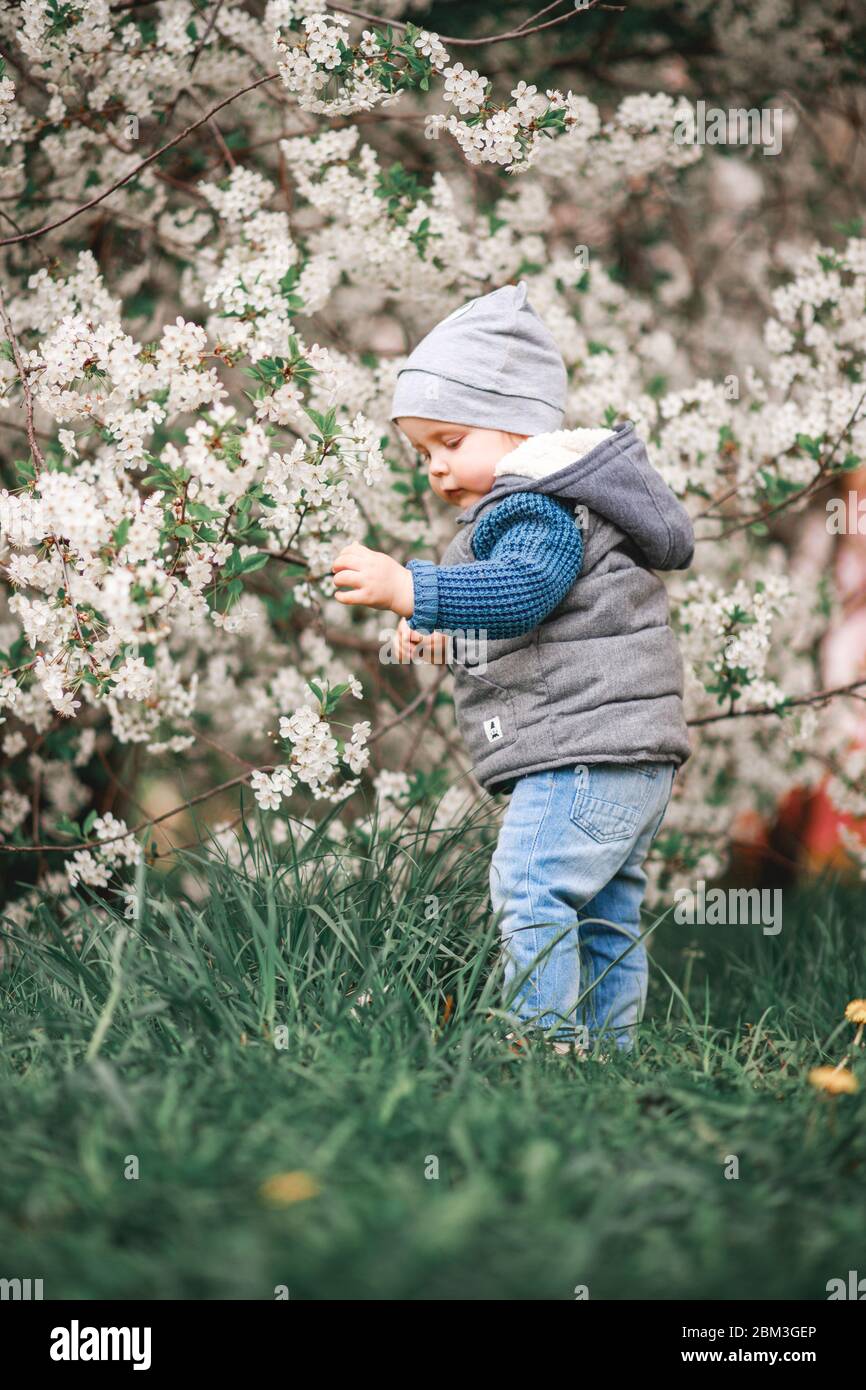 A boy walks in the garden with flowering trees. Spring breath Stock ...