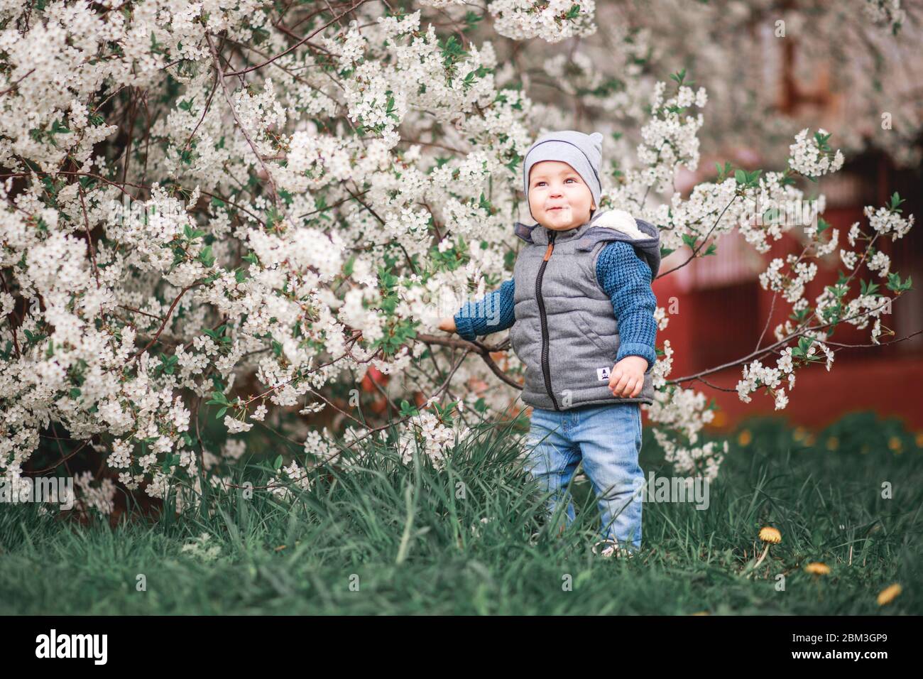 A boy walks in the garden with flowering trees. Spring breath Stock ...