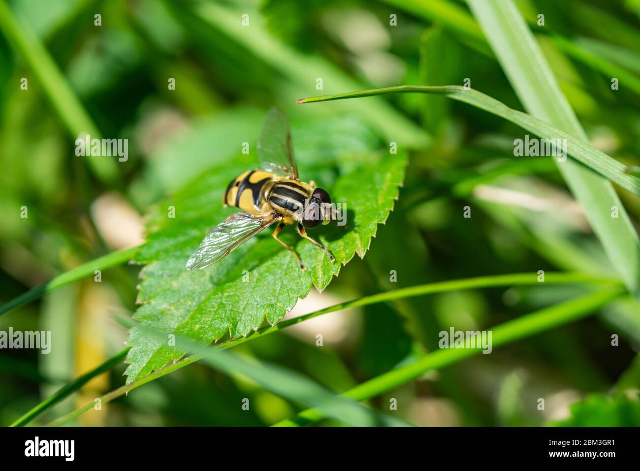 Narrow abdomen hi-res stock photography and images - Alamy