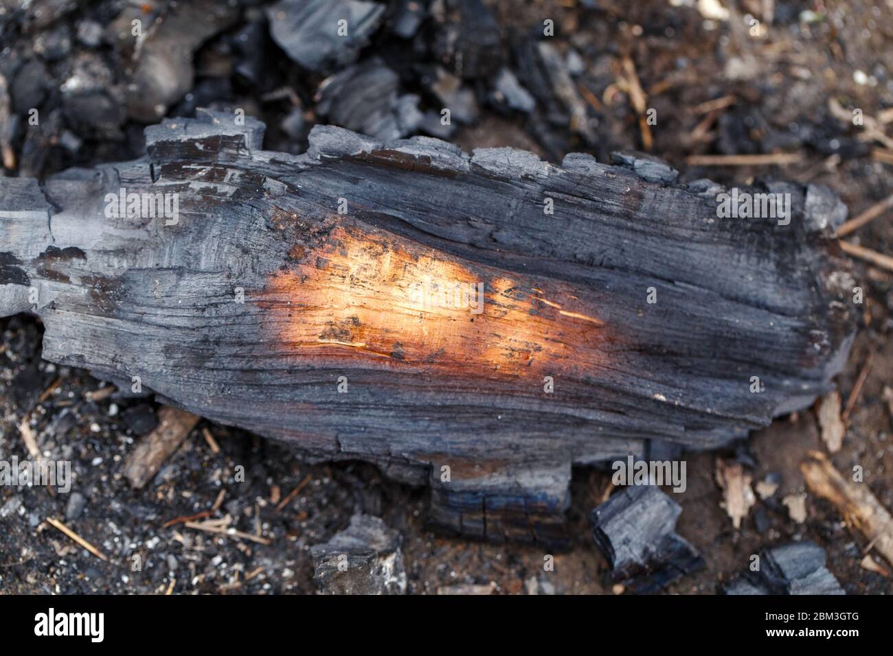 Burnt Wooden Log