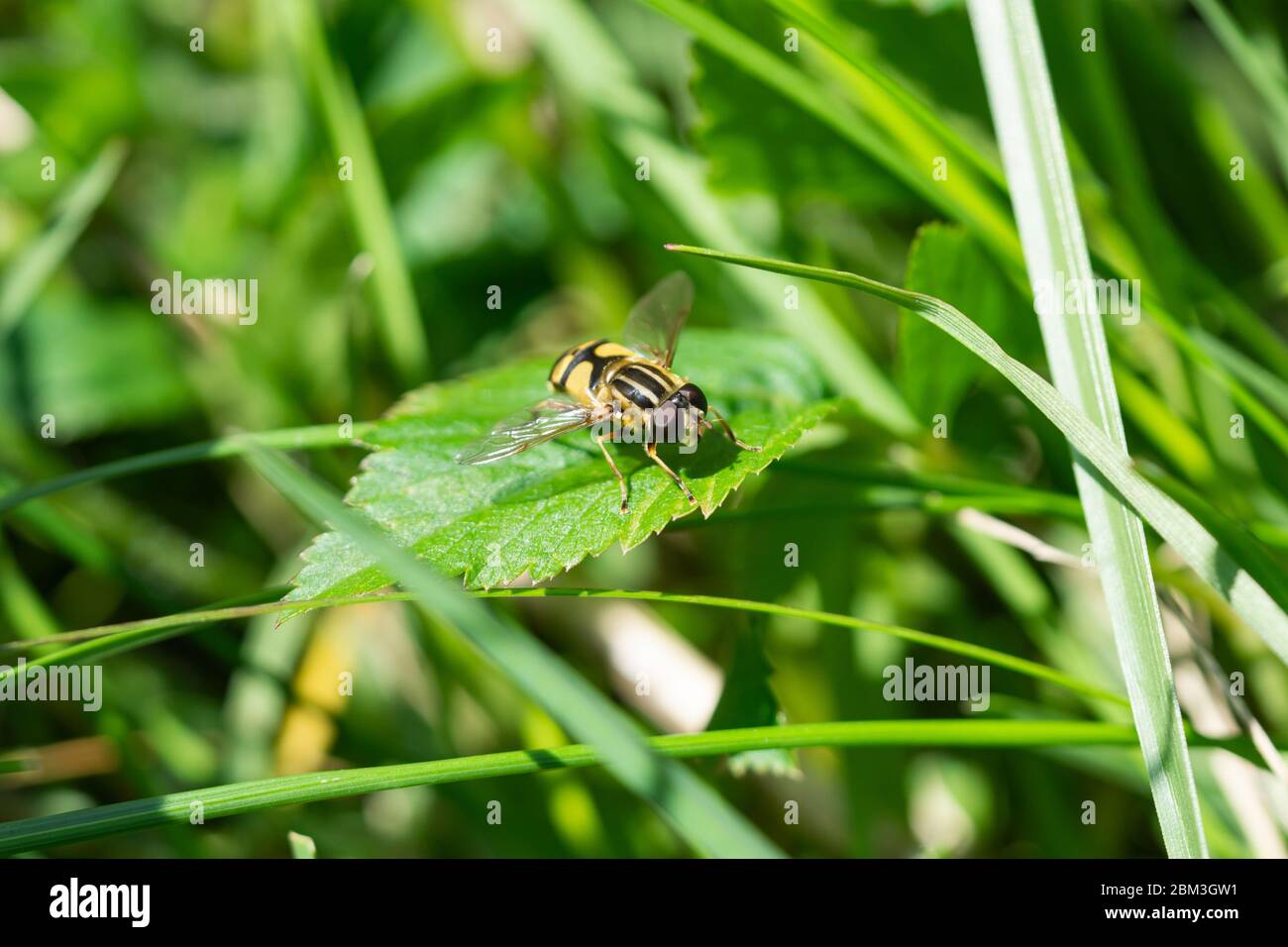 Marsh fly hi-res stock photography and images - Alamy