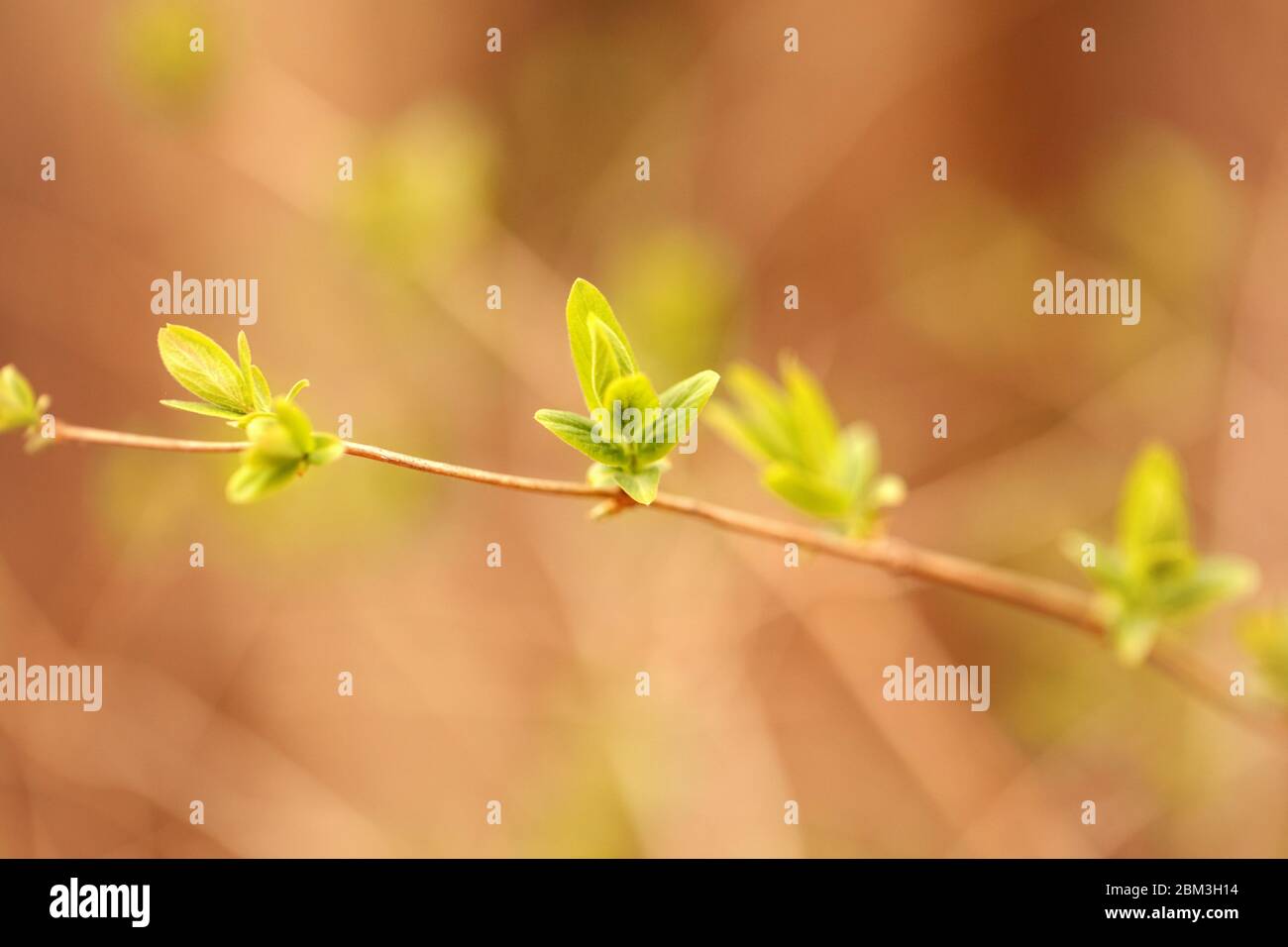Beautiful natural spring tree sprouts background. Light green bush ...